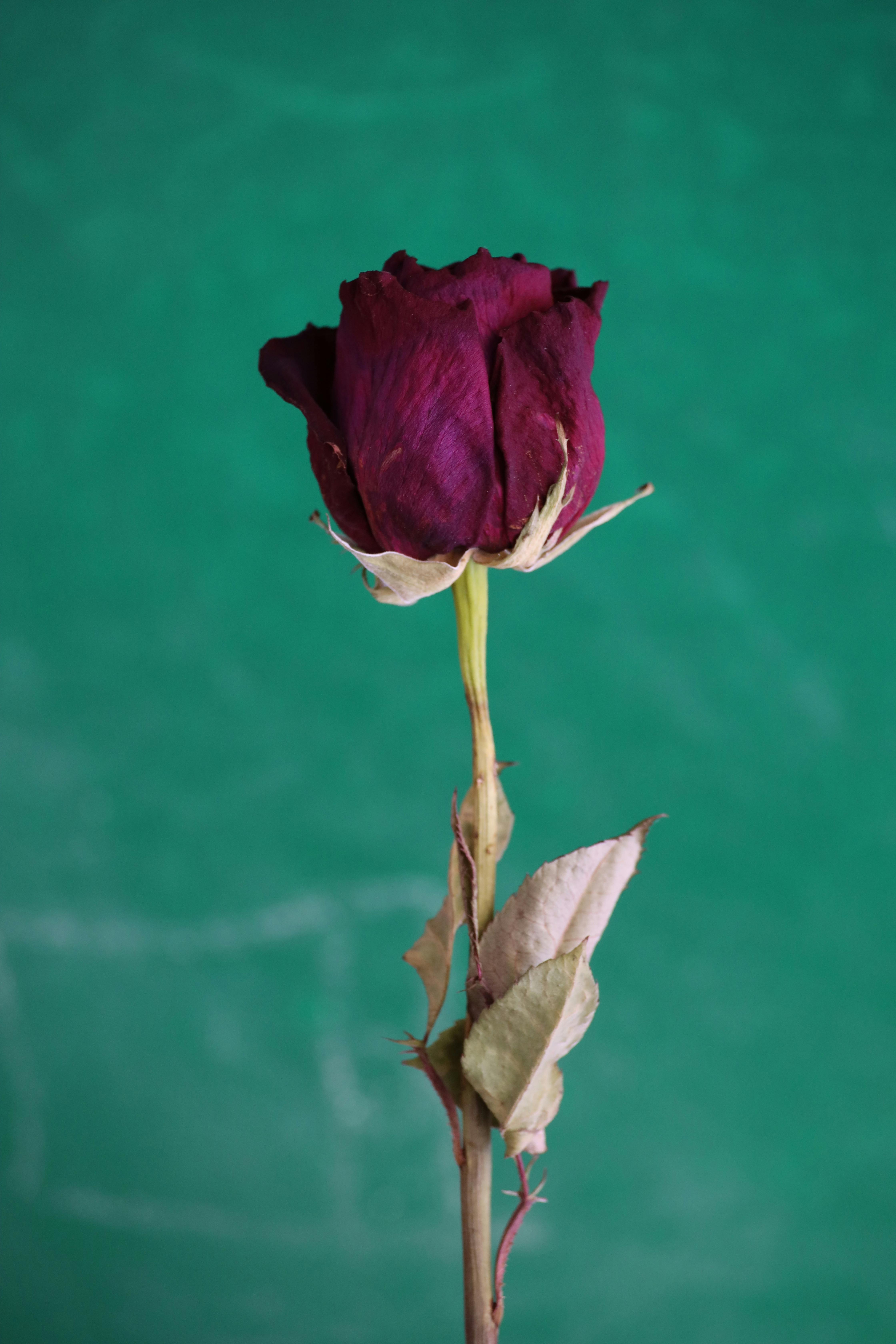 Withering Red Rose · Free Stock Photo
