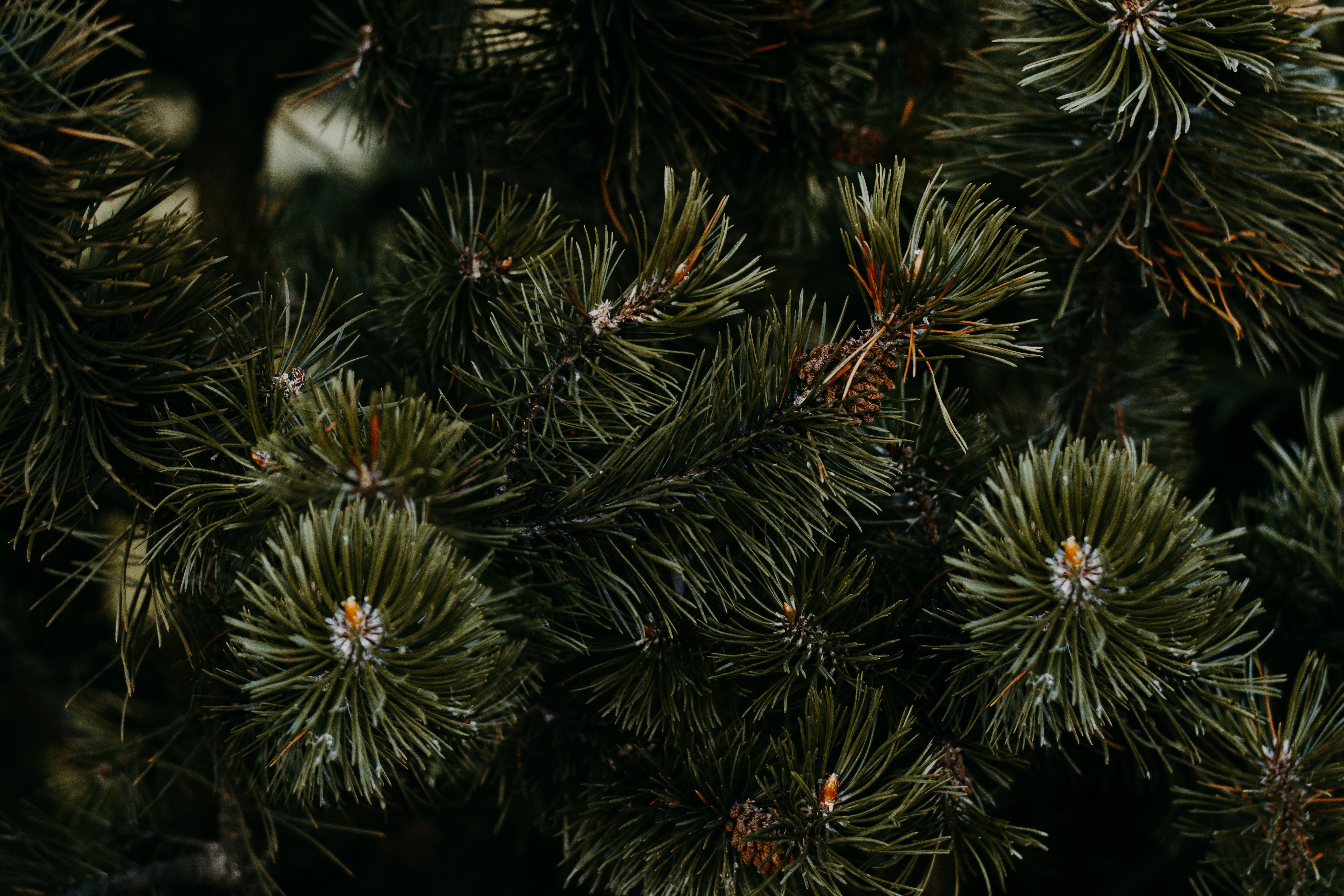 Closeup Photo of Pine Tree · Free Stock Photo