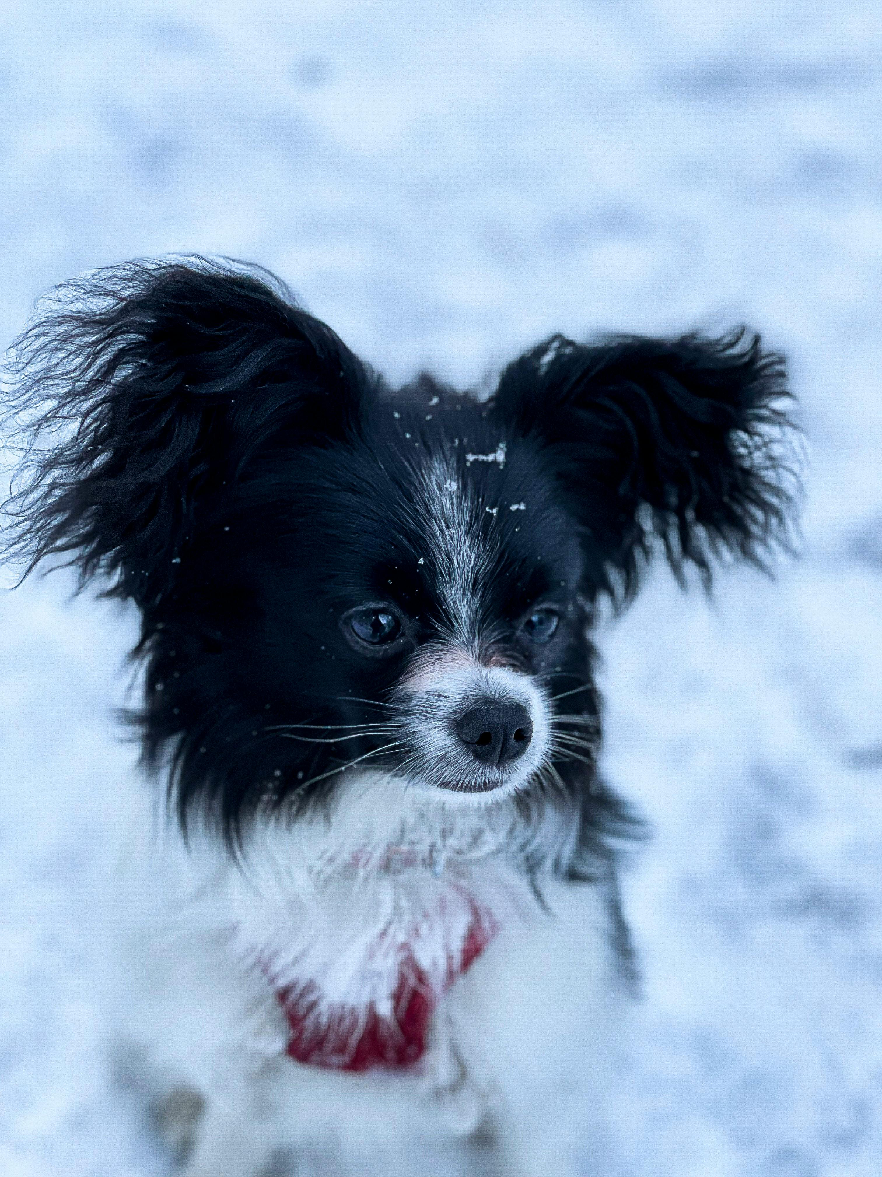 4k Pets Photos, Download The BEST Free 4k Pets Stock Photos & HD Images