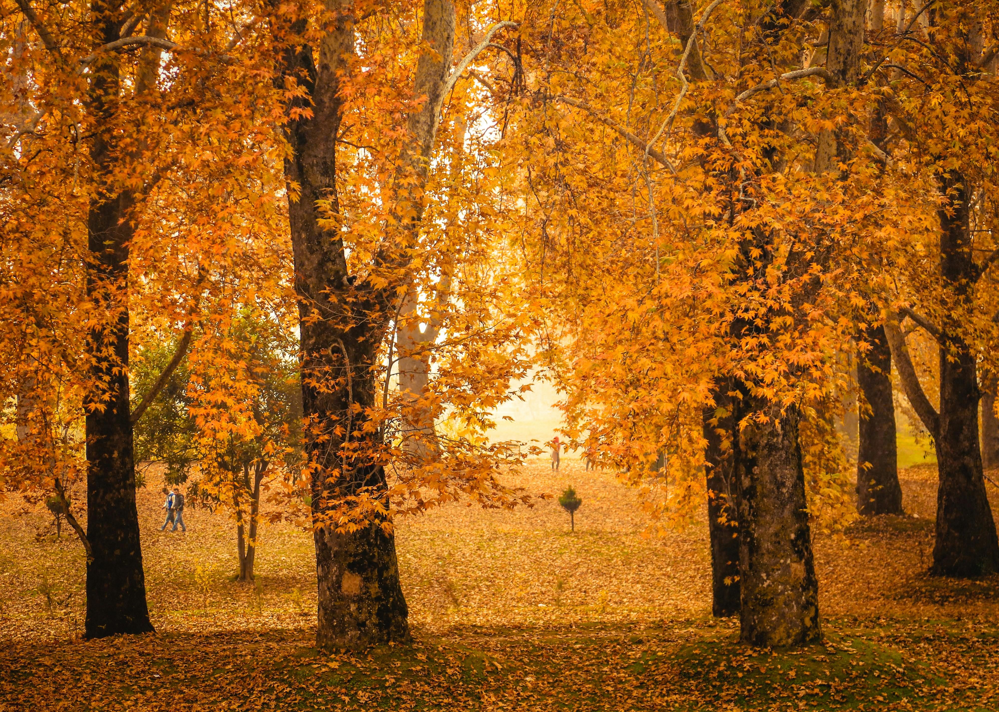 Tall Trees with Yellow Leaves · Free Stock Photo