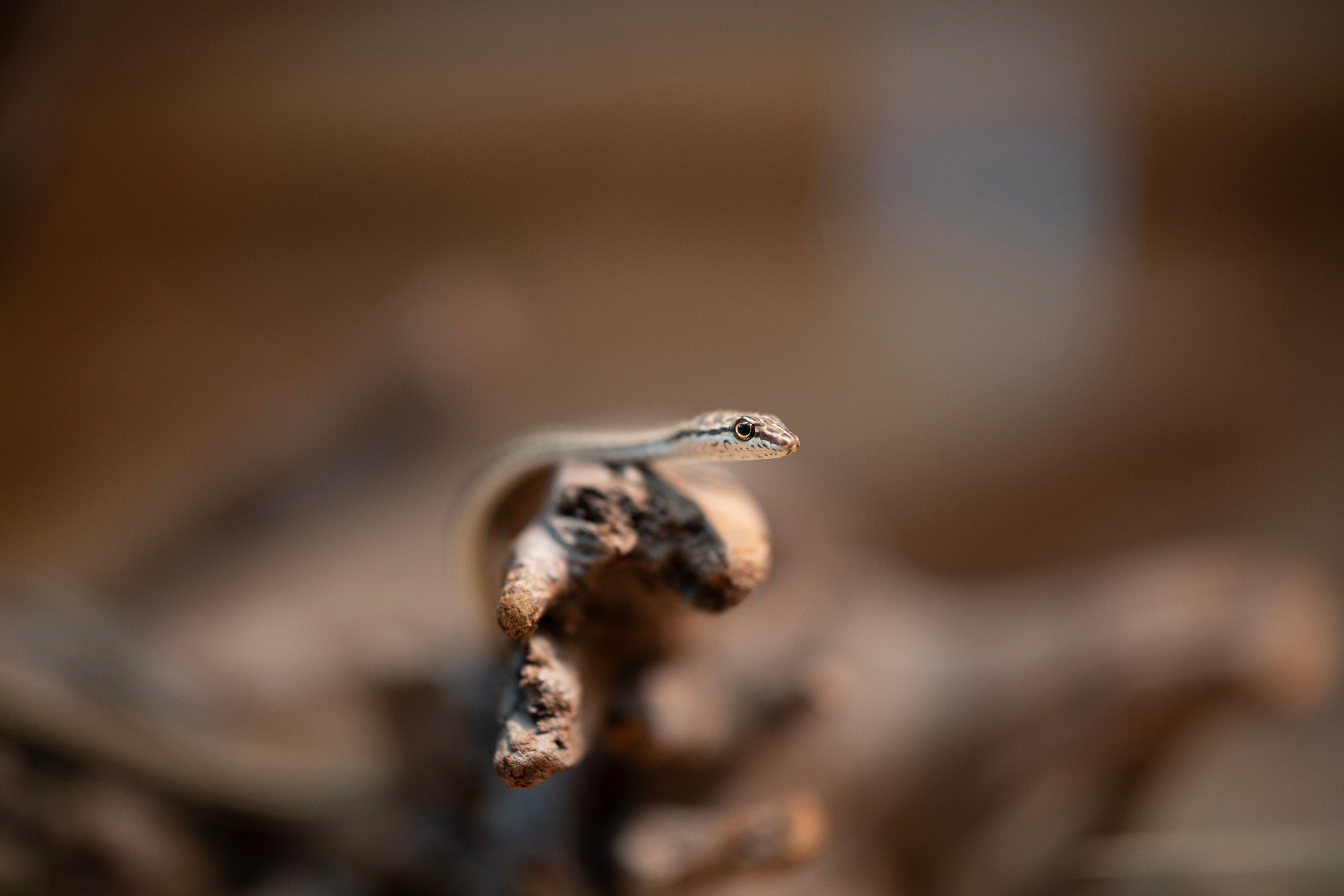 Close-Up Shot of a Snake · Free Stock Photo