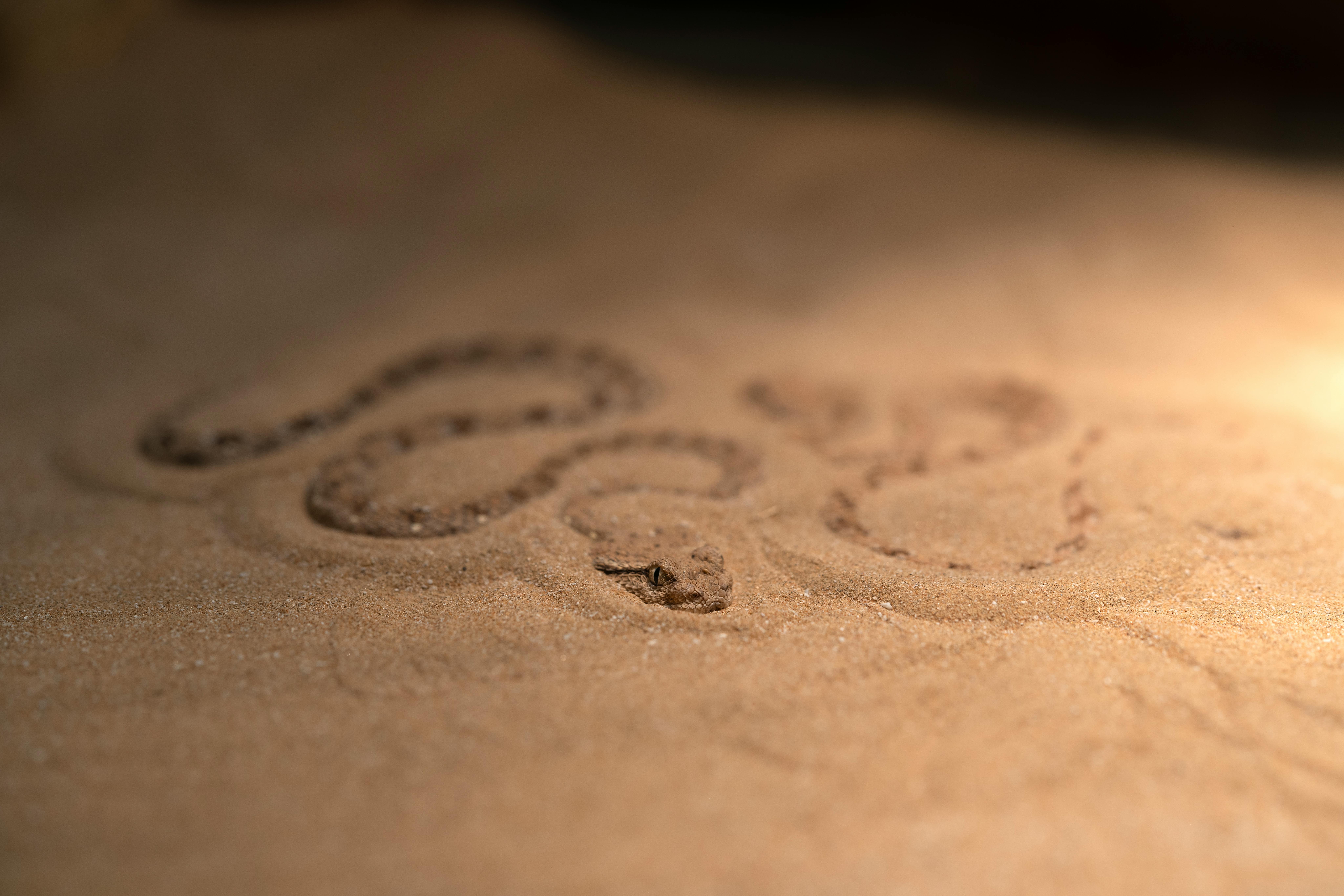 A Snake on a Sand · Free Stock Photo