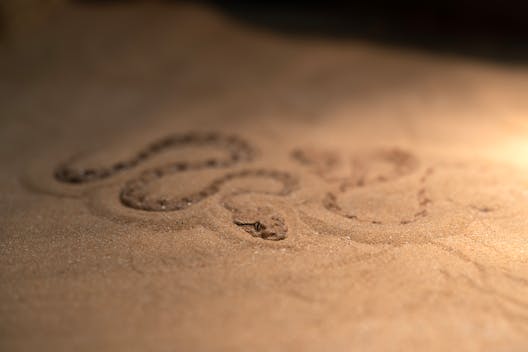 Understanding the Western Hognose Snake Range: A Guide