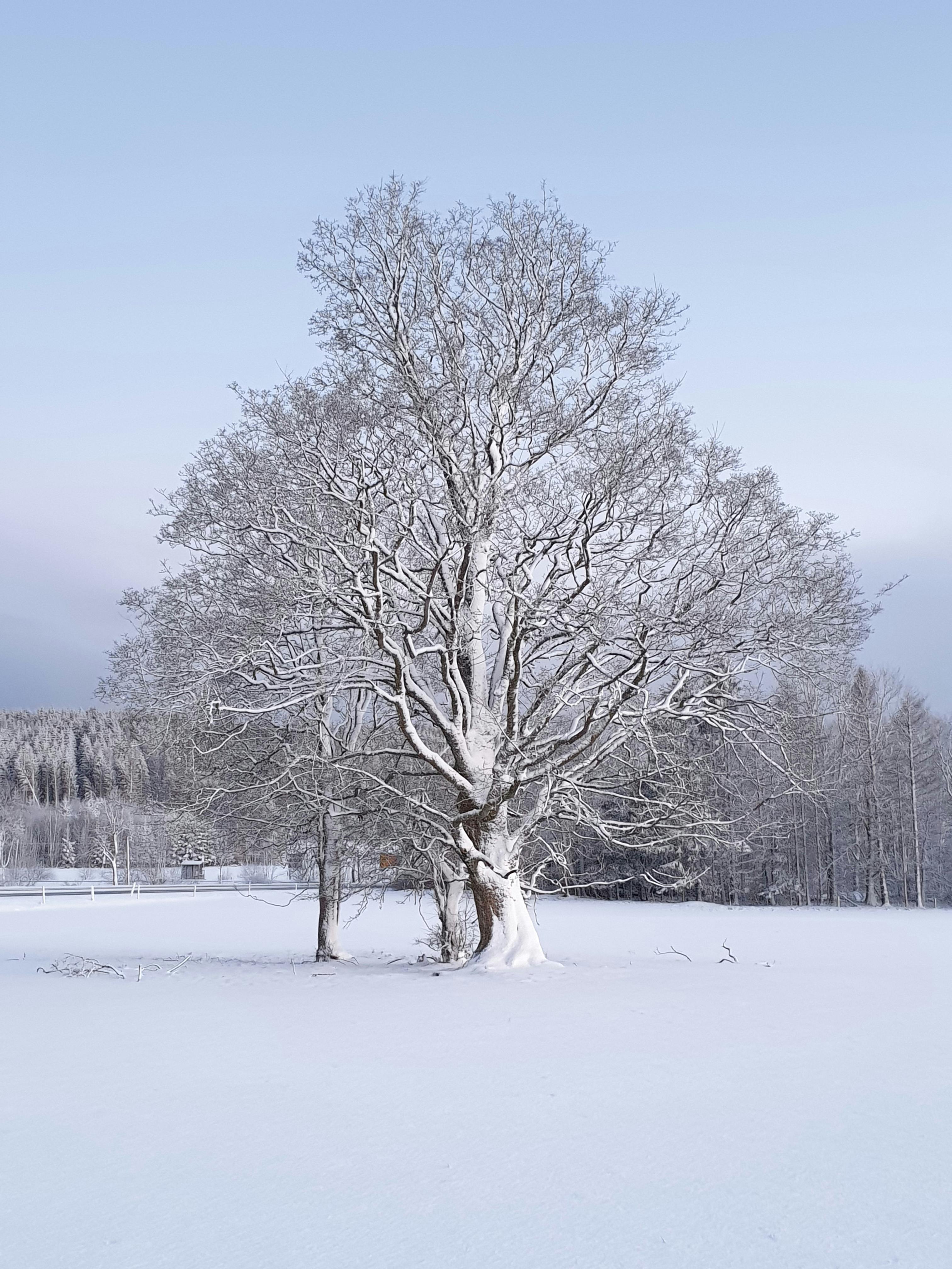 Photograph of a Tree with Snow · Free Stock Photo