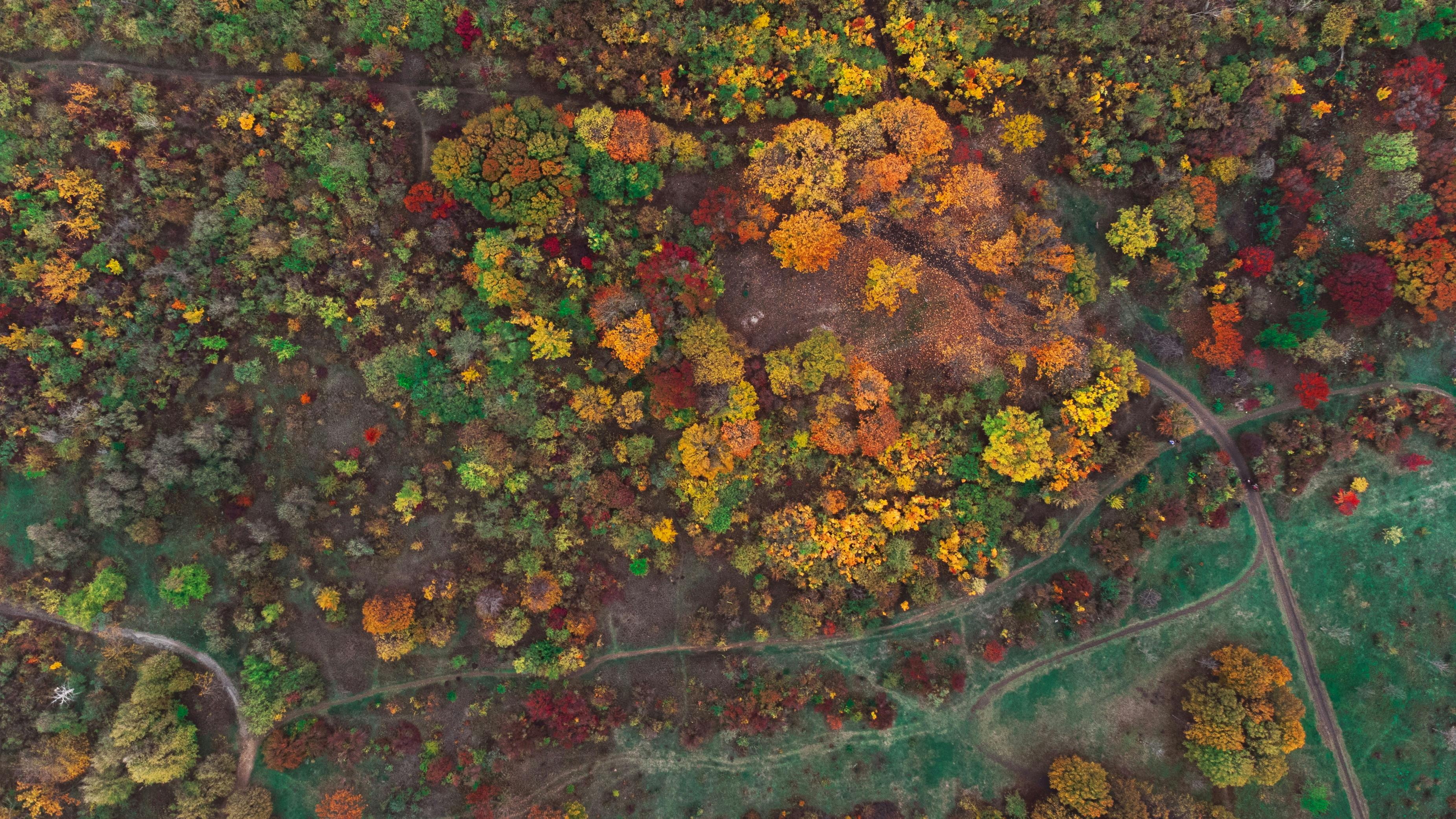Aerial Shot of a Road In Between Trees During Autumn Season · Free ...