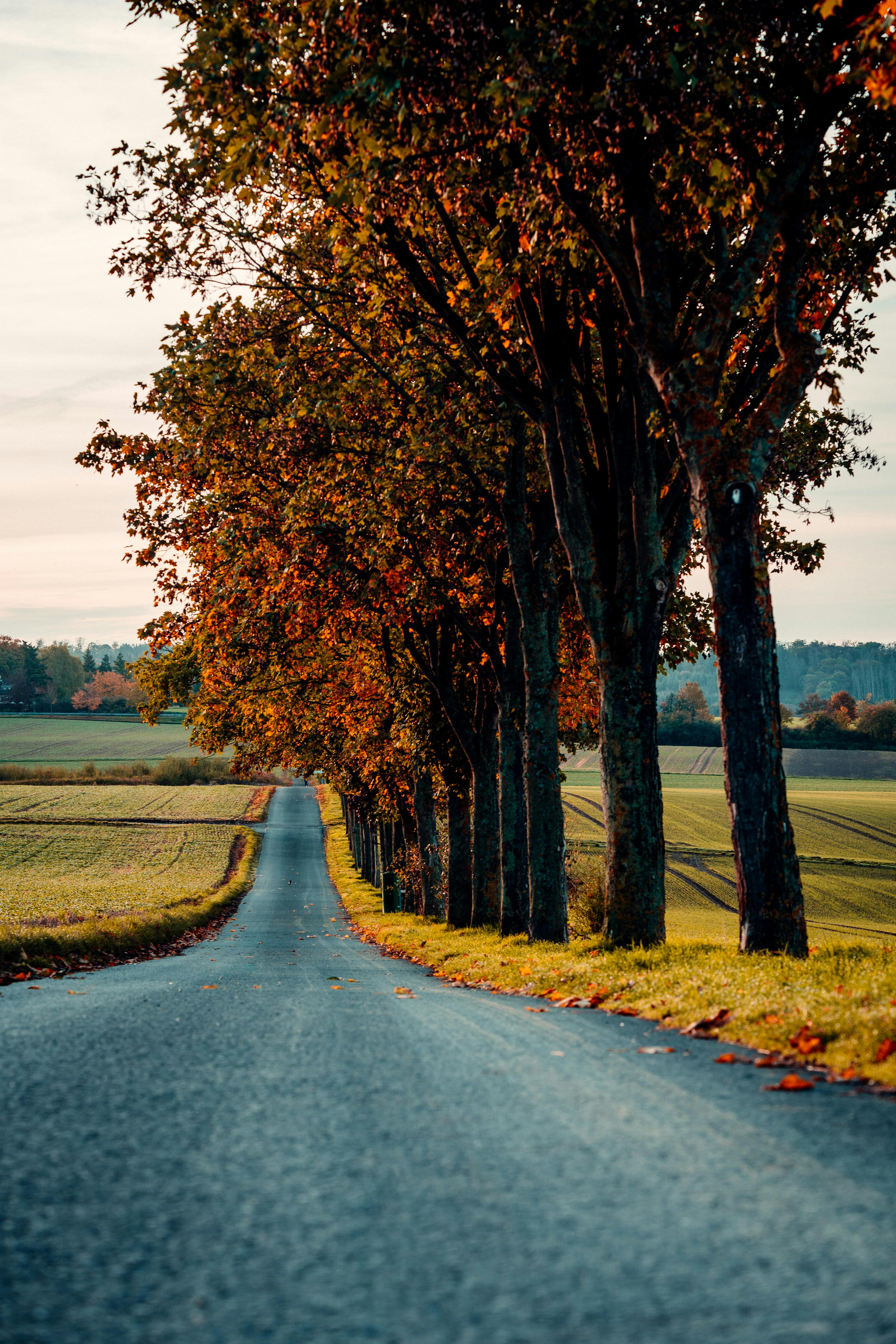 Trees beside a Road · Free Stock Photo