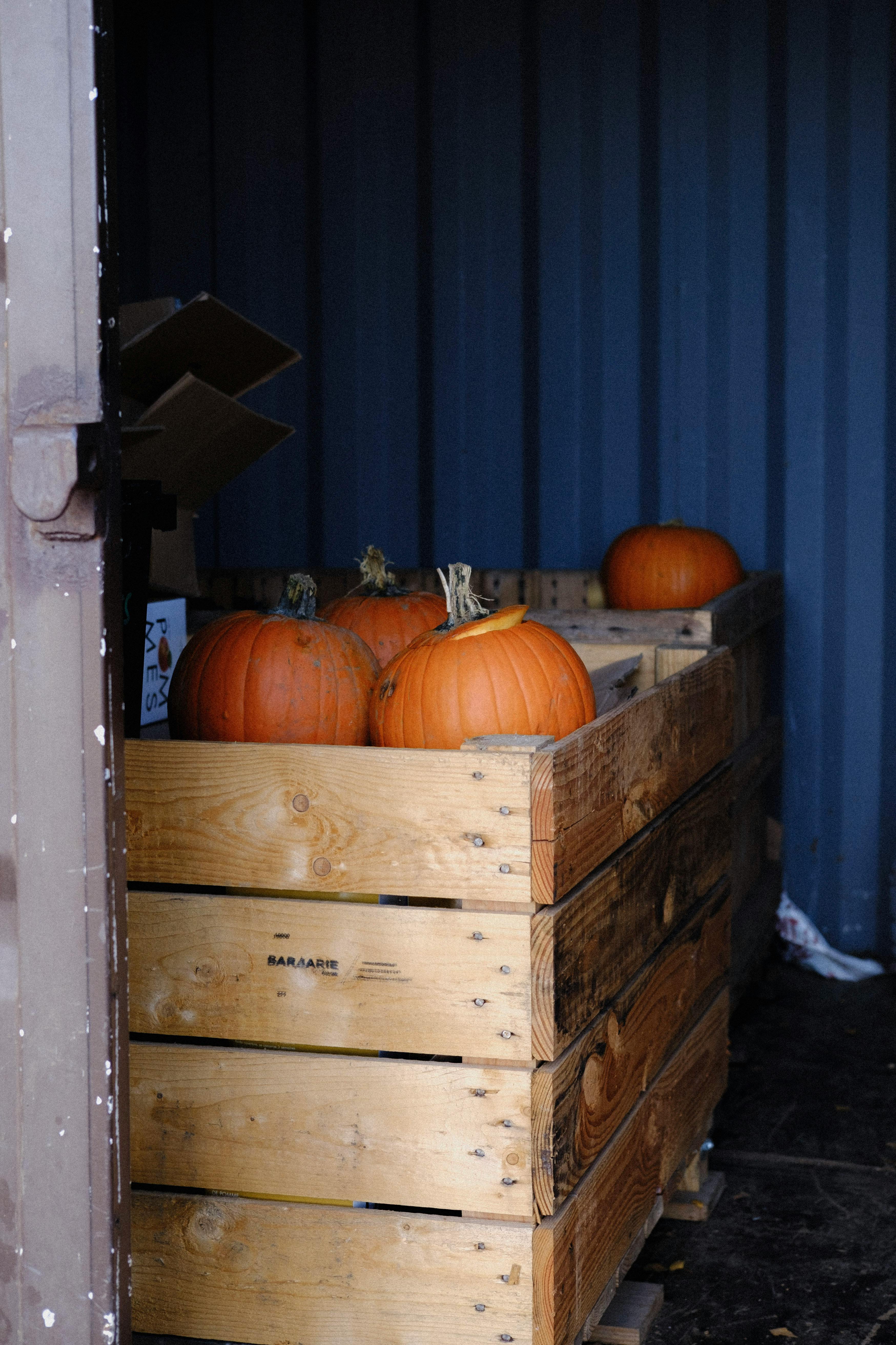Blue Pumpkins Photos, Download The BEST Free Blue Pumpkins Stock Photos ...