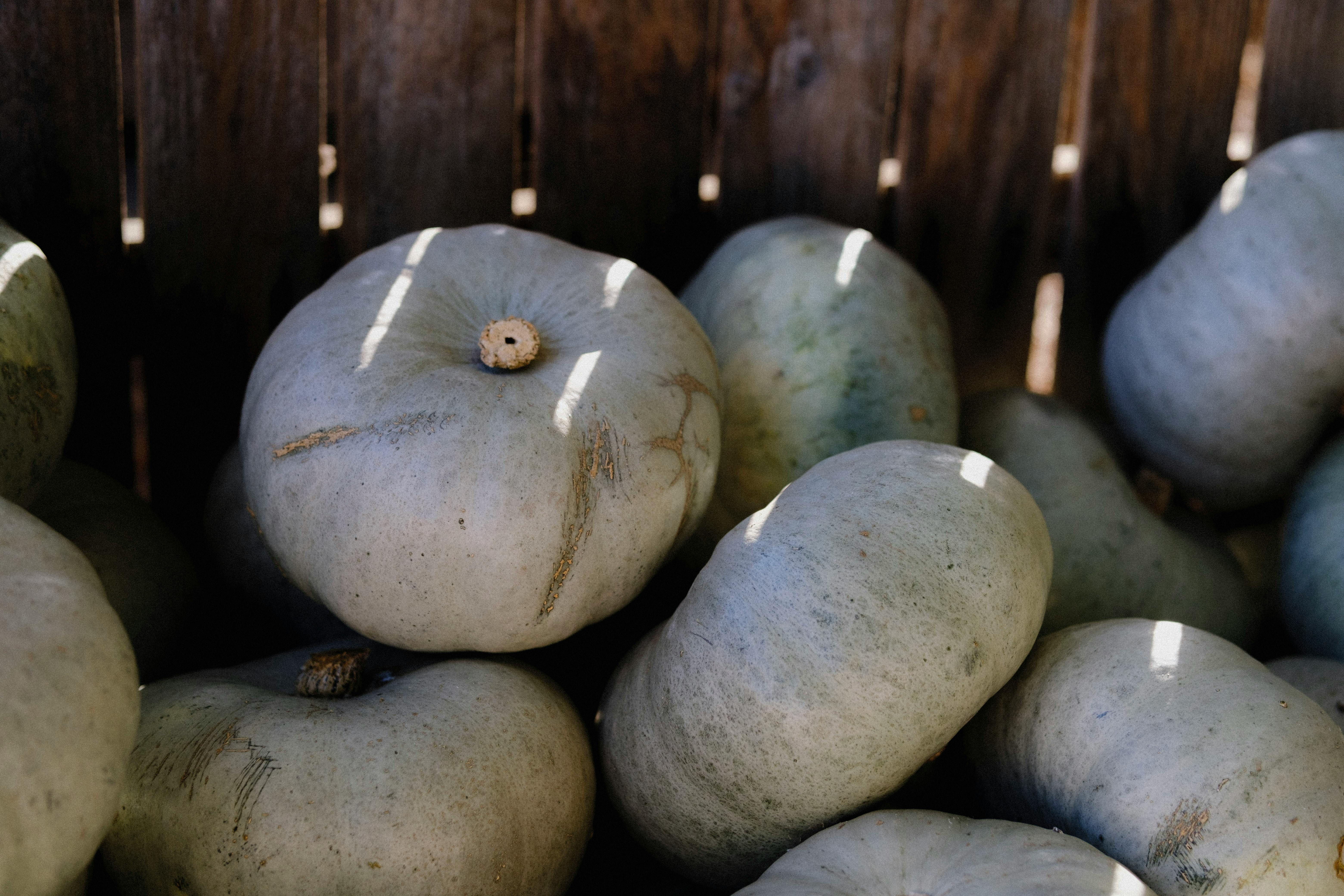 Close Up Photo of Green Squashes · Free Stock Photo