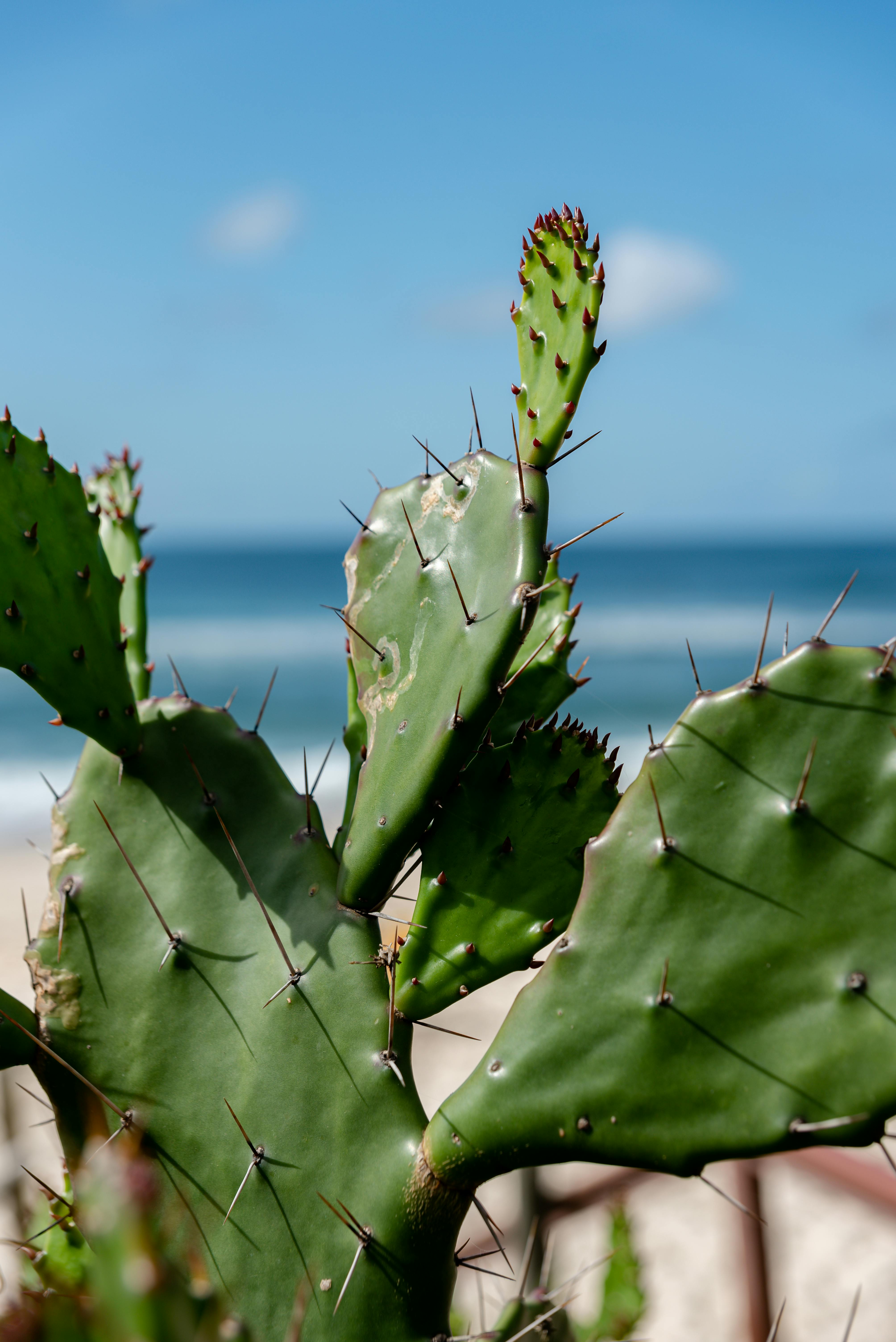 5+ Fotos y Imágenes de Nopal Gratis · Banco de Fotos Gratis