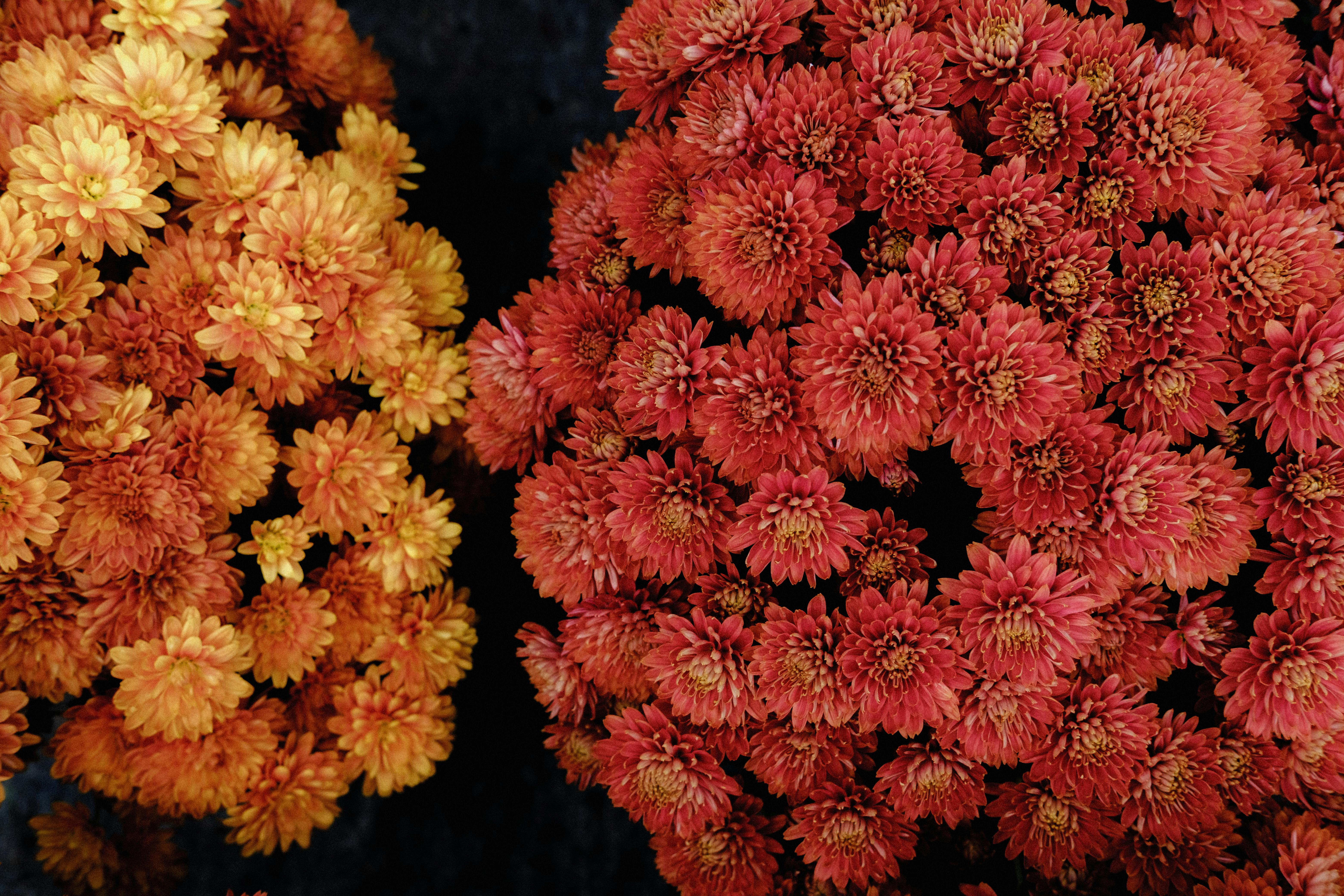 Red and Yellow Chrysanthemum Flowers in Close Up Photography · Free ...