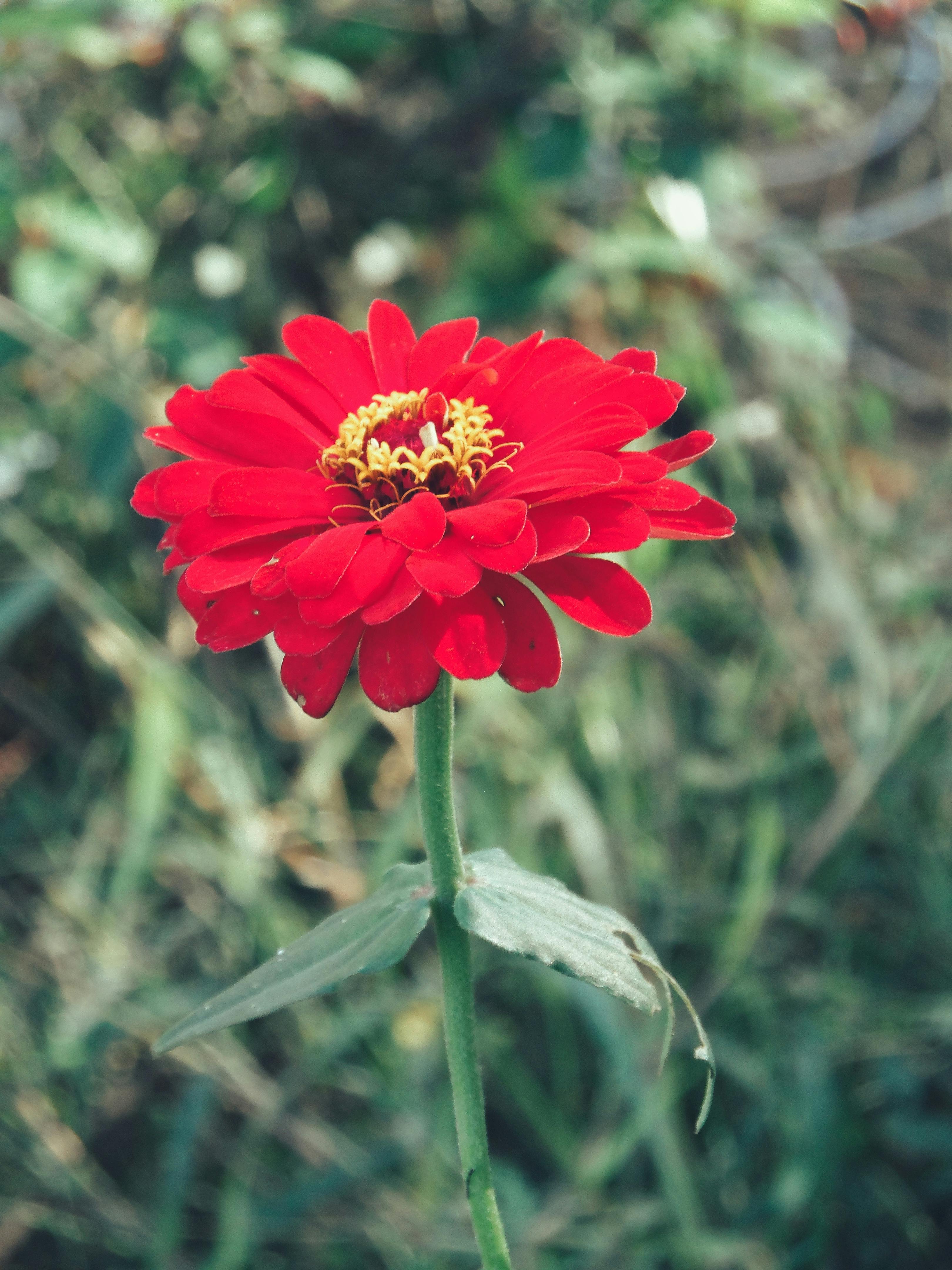 Close-Up Photo Of Red Flower · Free Stock Photo