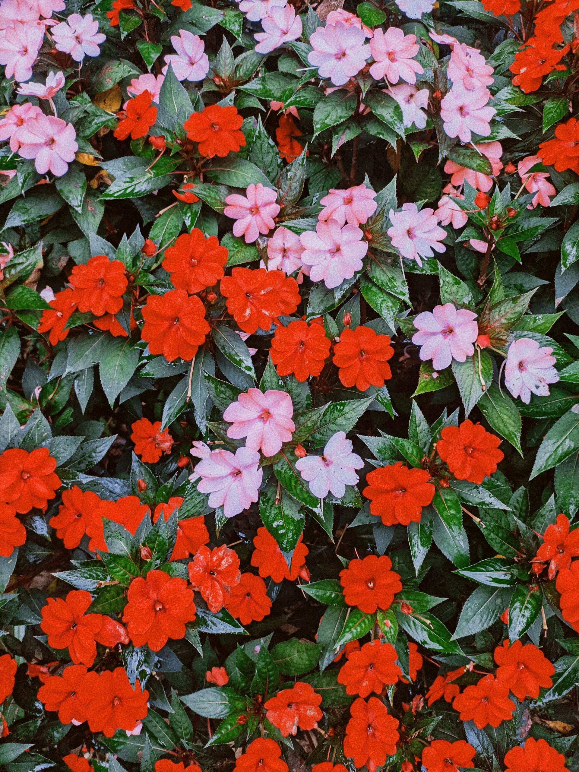 Impatiens Textori Photos, Download The BEST Free Impatiens Textori ...