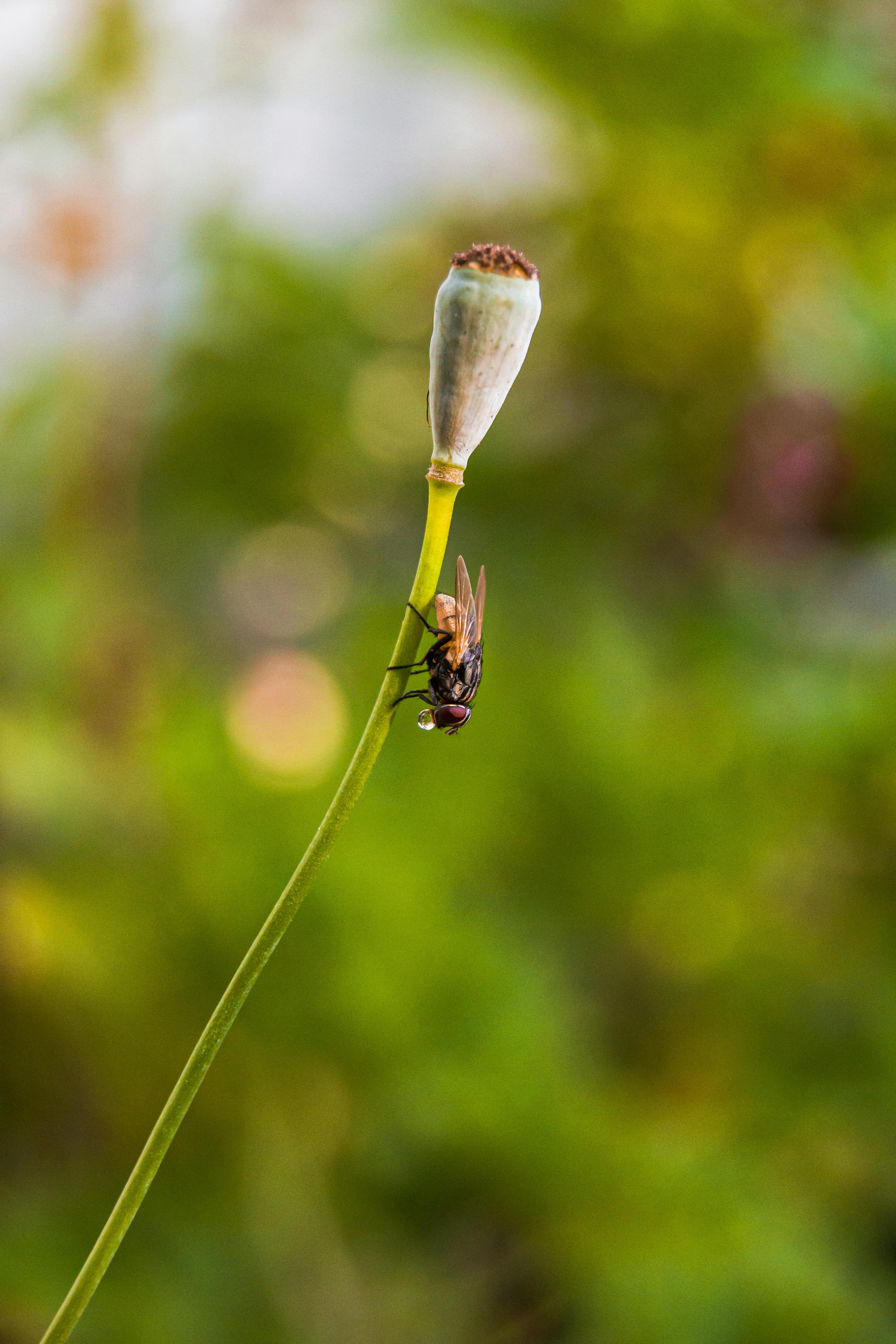 Fly on Flower Stem · Free Stock Photo