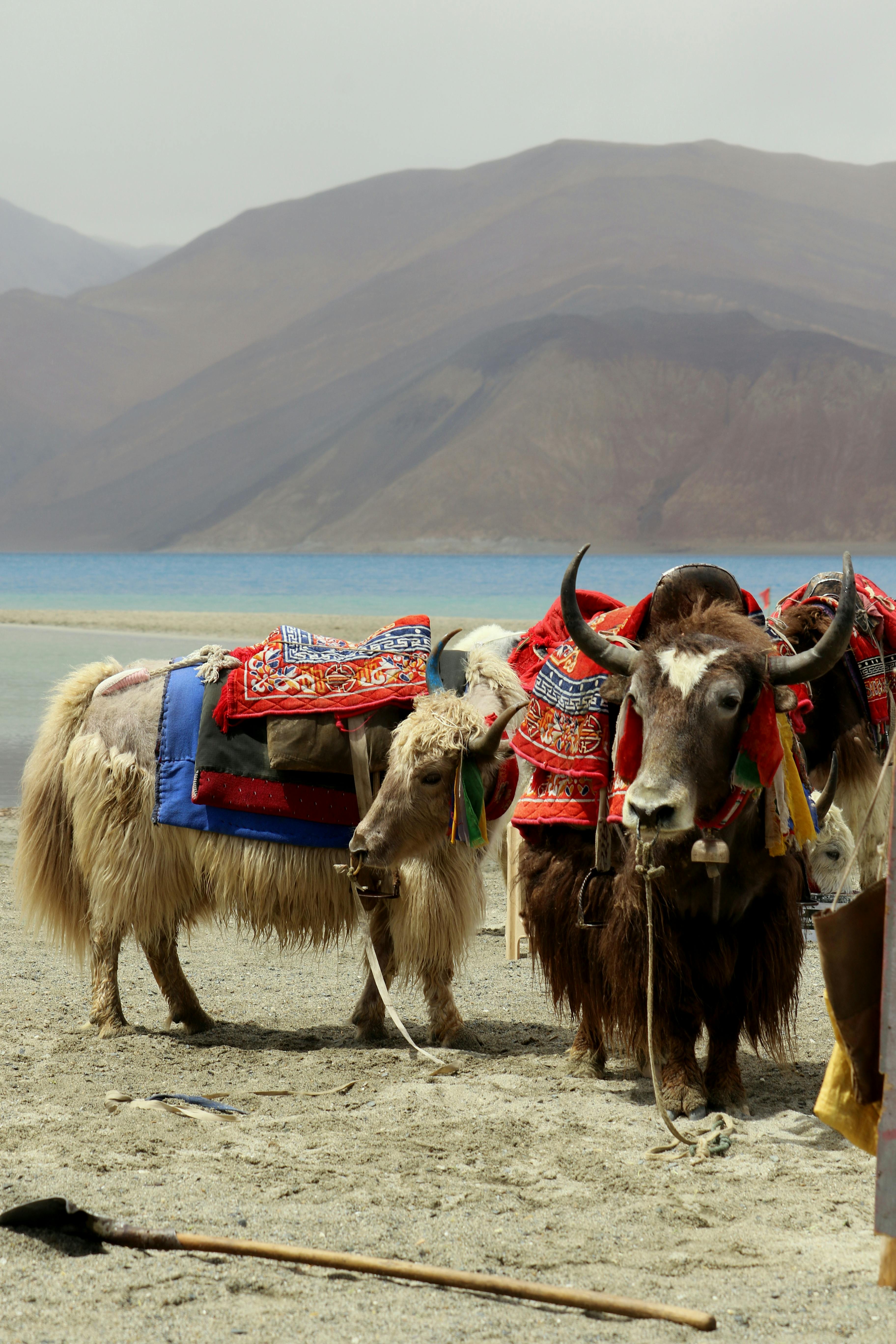 Yaks near Water in Mountains Landscape · Free Stock Photo