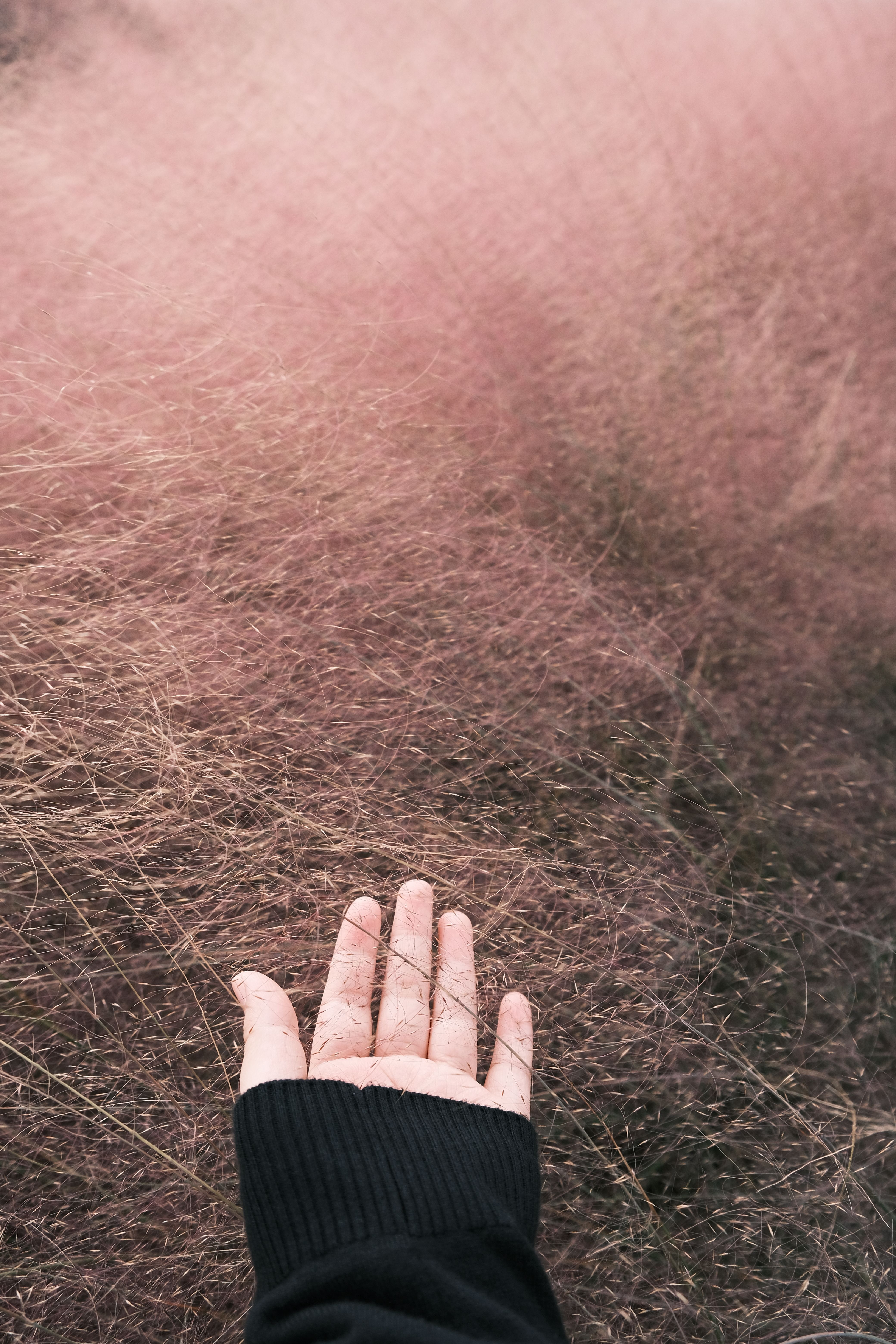 Hand Touching Hay · Free Stock Photo