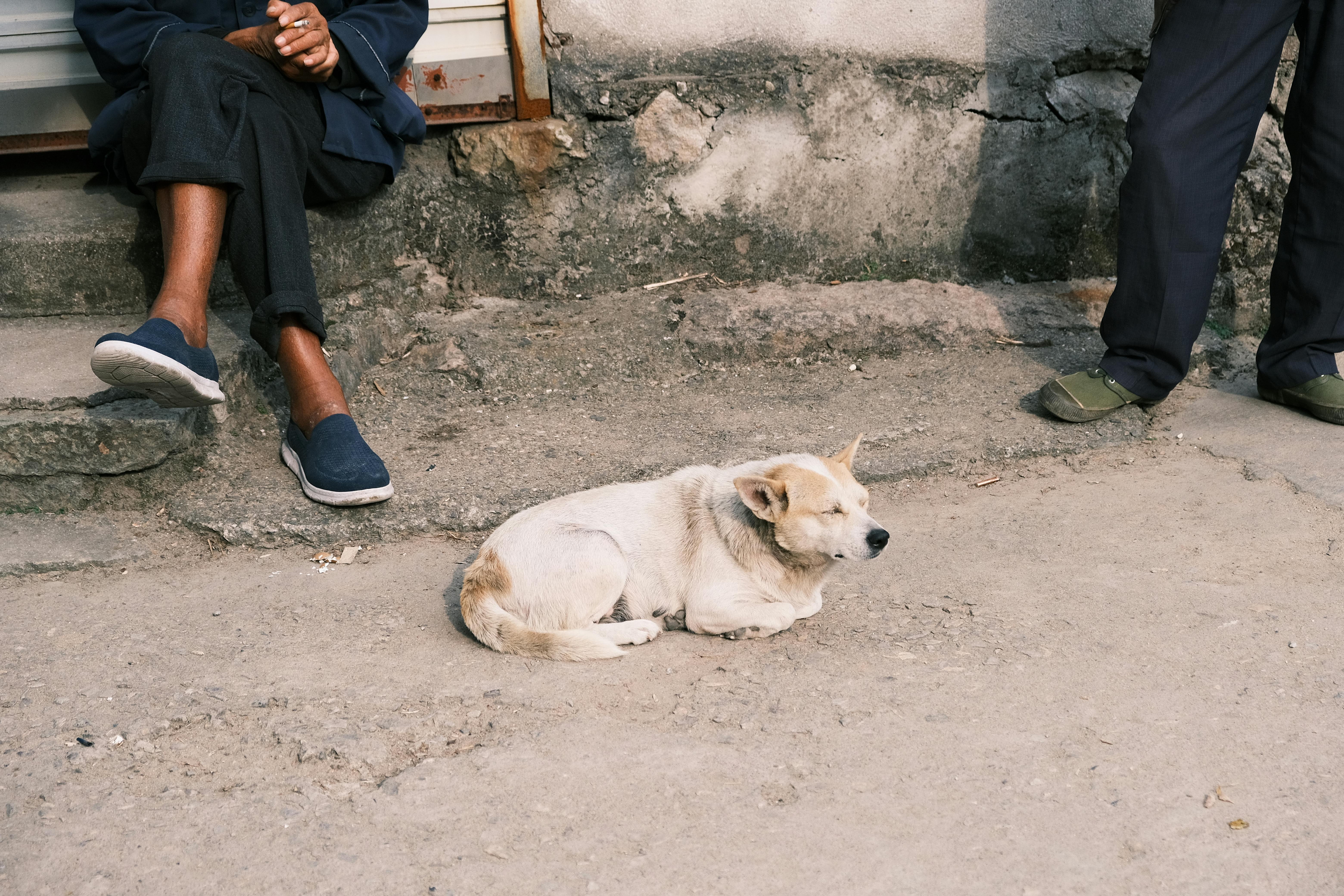 Dog Lying on the Ground · Free Stock Photo