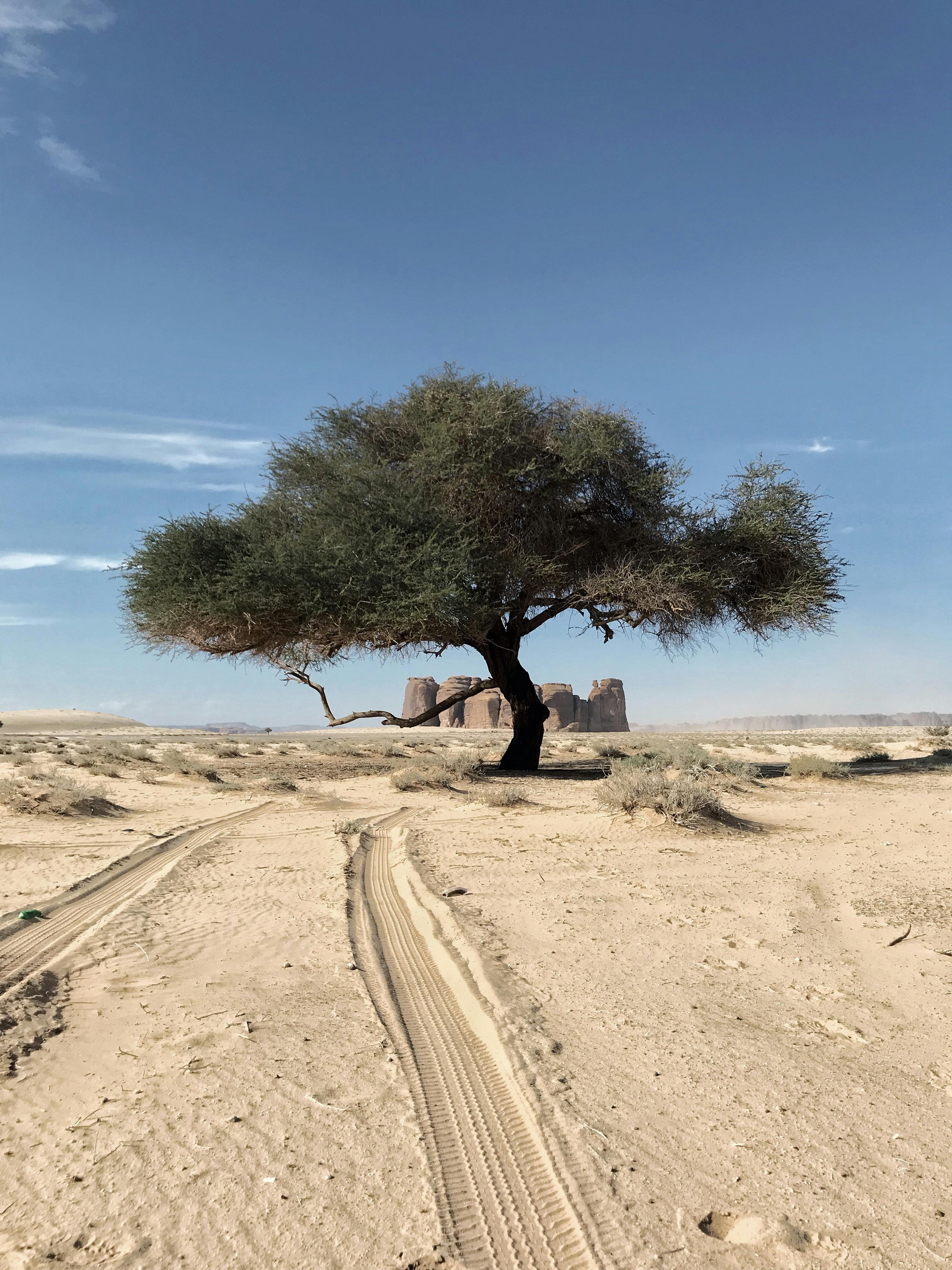 Alula Photos, Download The BEST Free Alula Stock Photos & HD Images