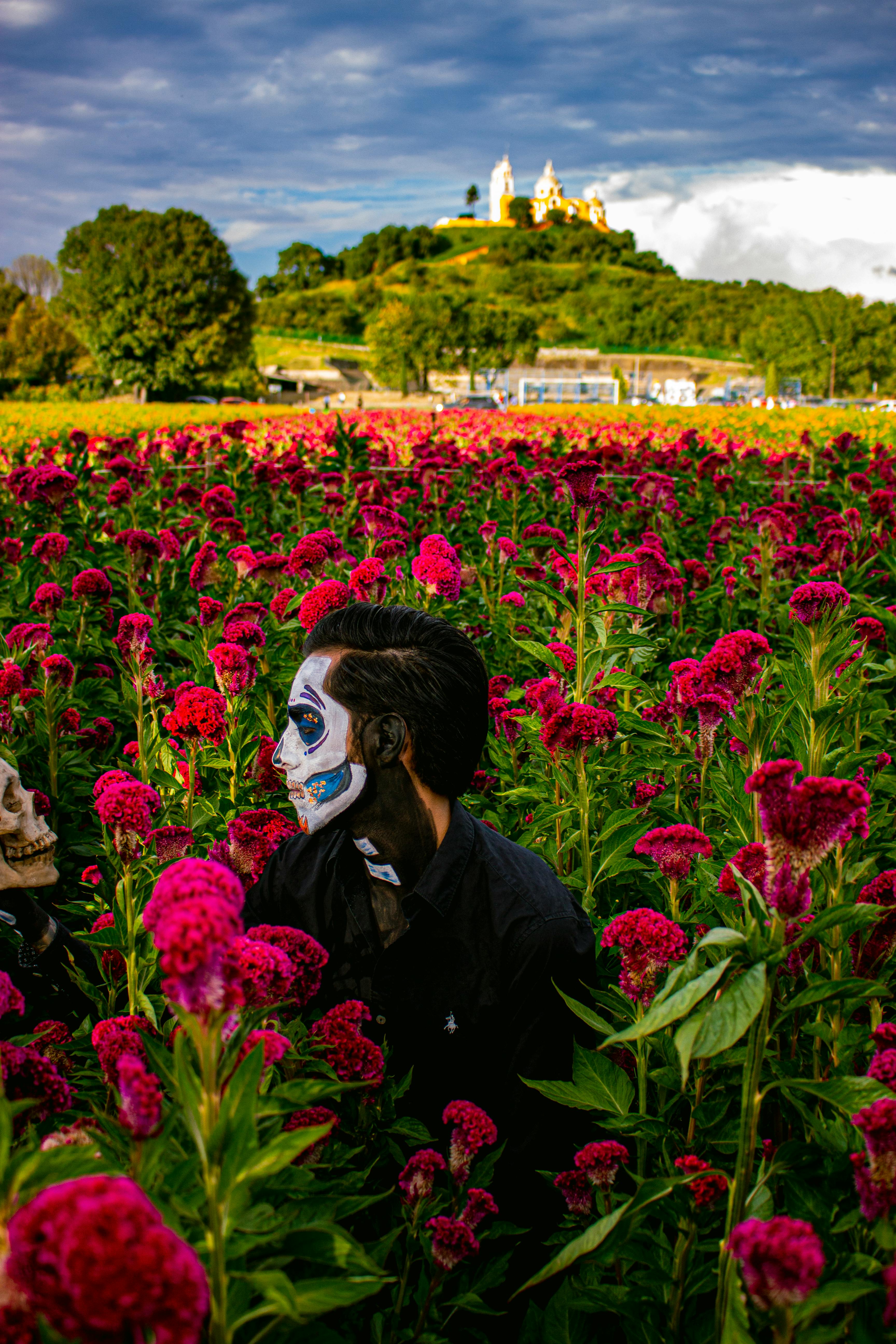 A Catrin on a Flower Field · Free Stock Photo