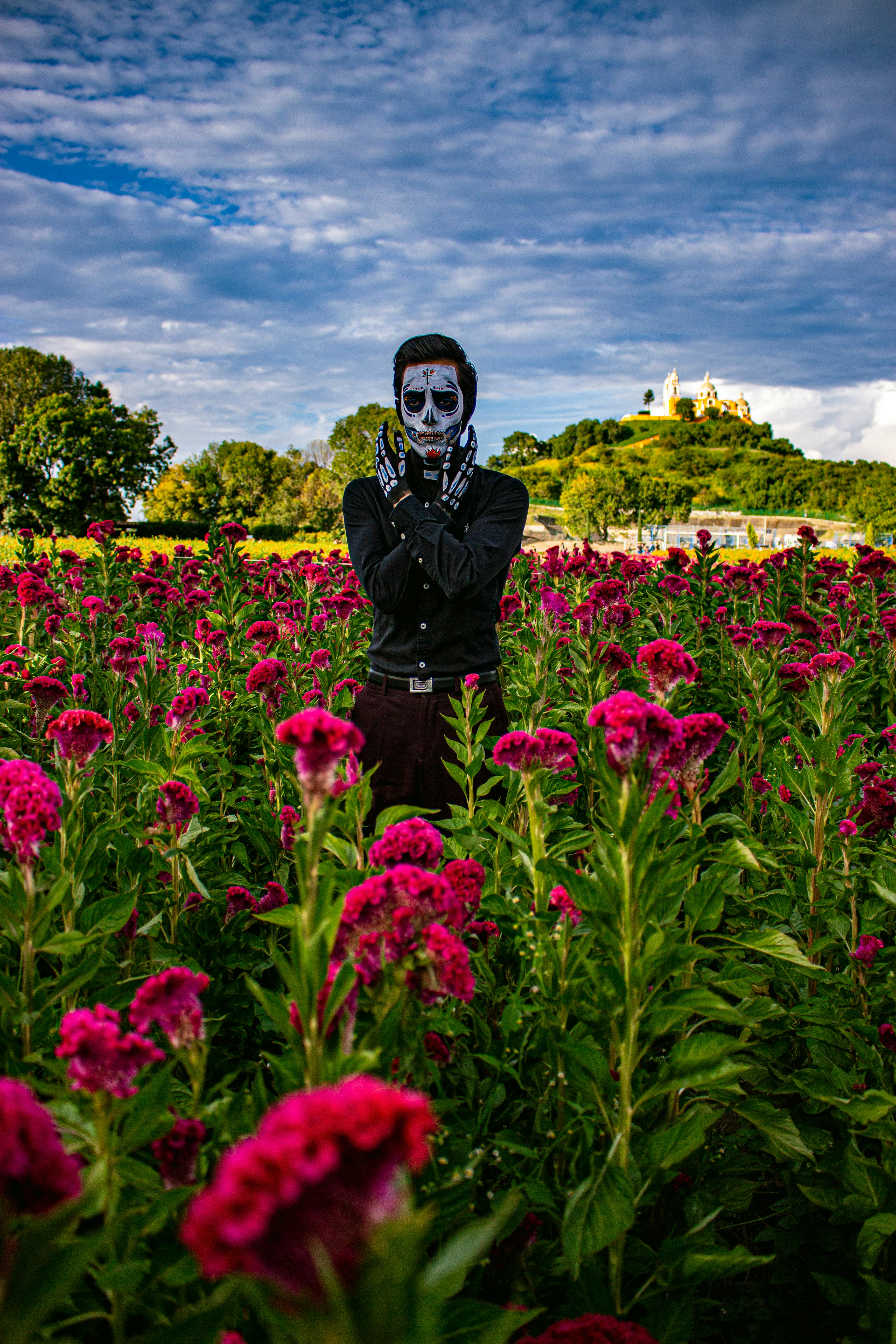A Catrin in a Flower Field · Free Stock Photo