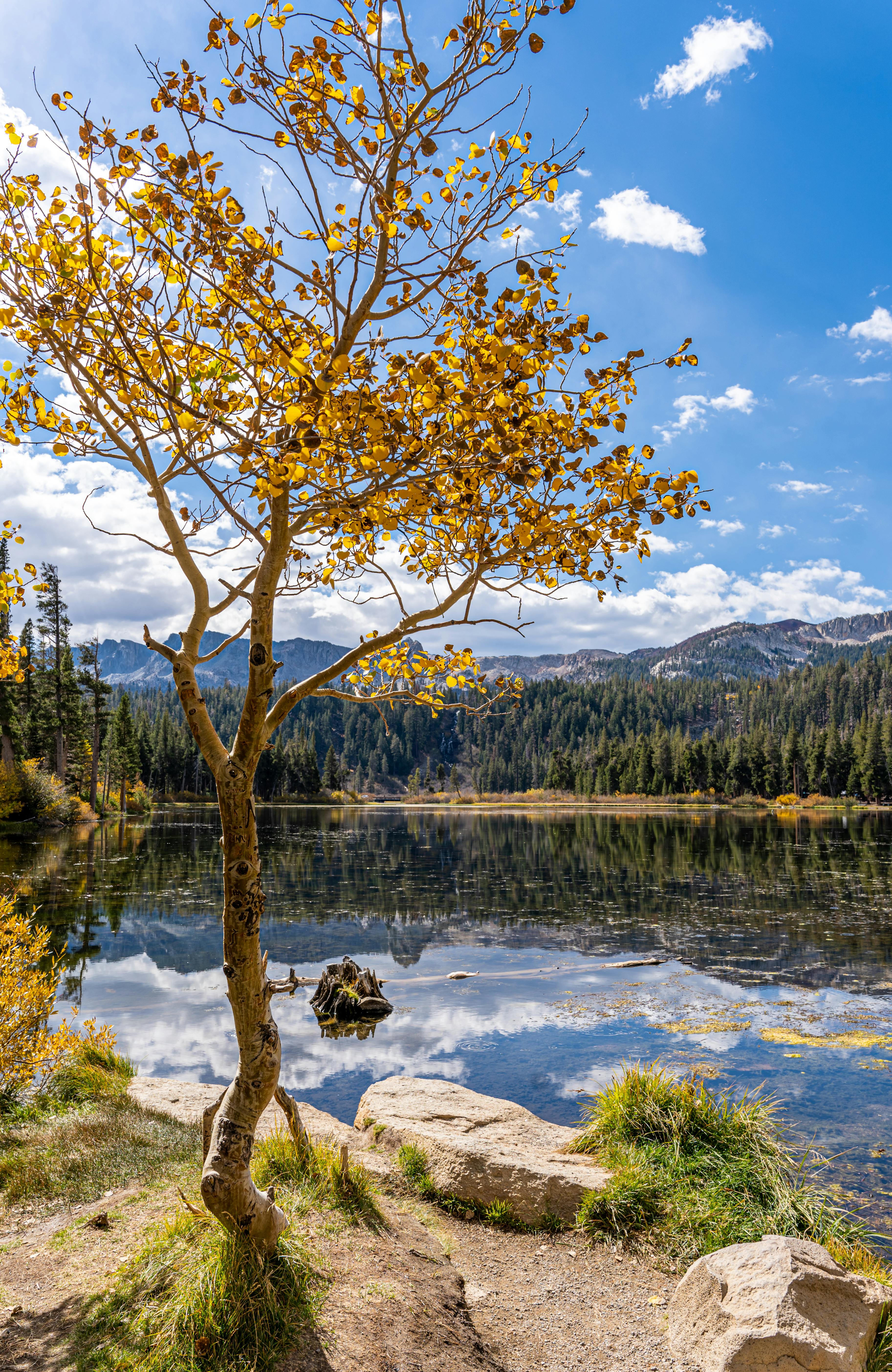 Fall Foliage, Mammoth Lakes, CA. · Free Stock Photo