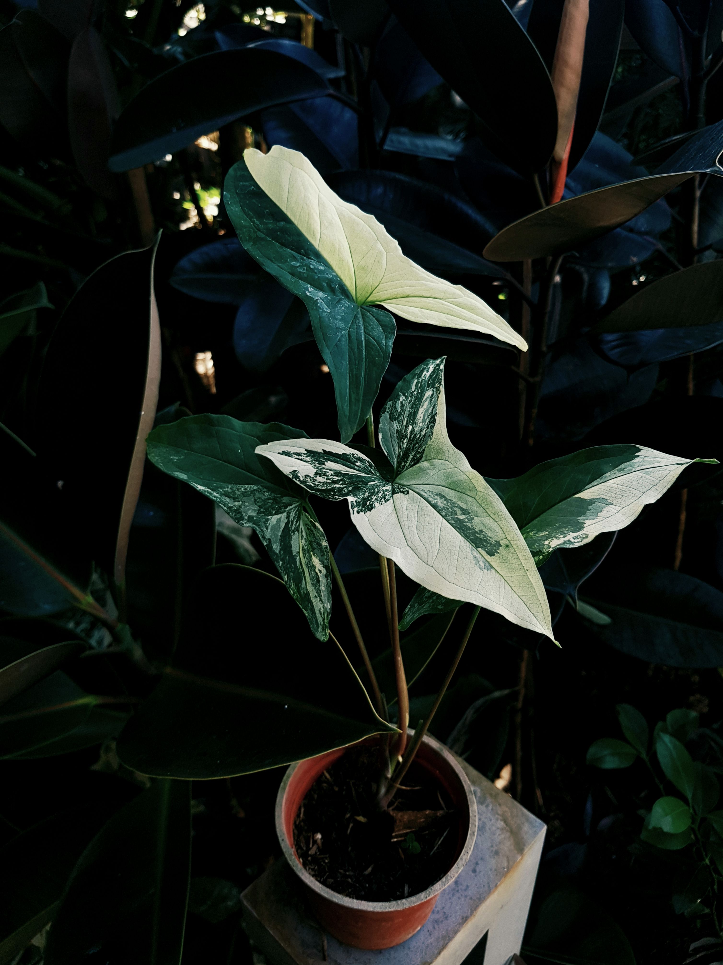 Jayy Pee - Photography