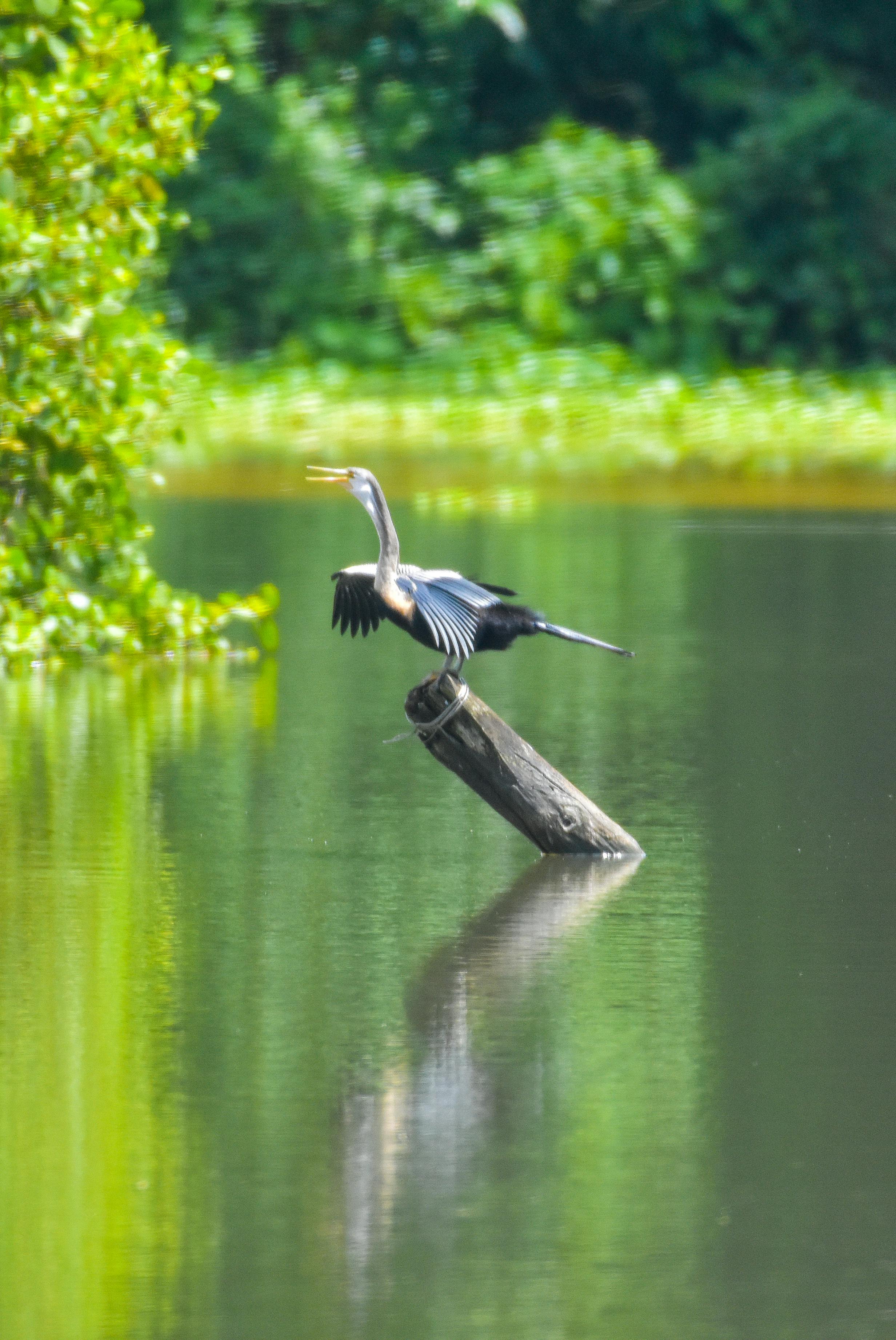 Bird Tear Photos, Download Free Bird Tear Stock Photos & HD Images