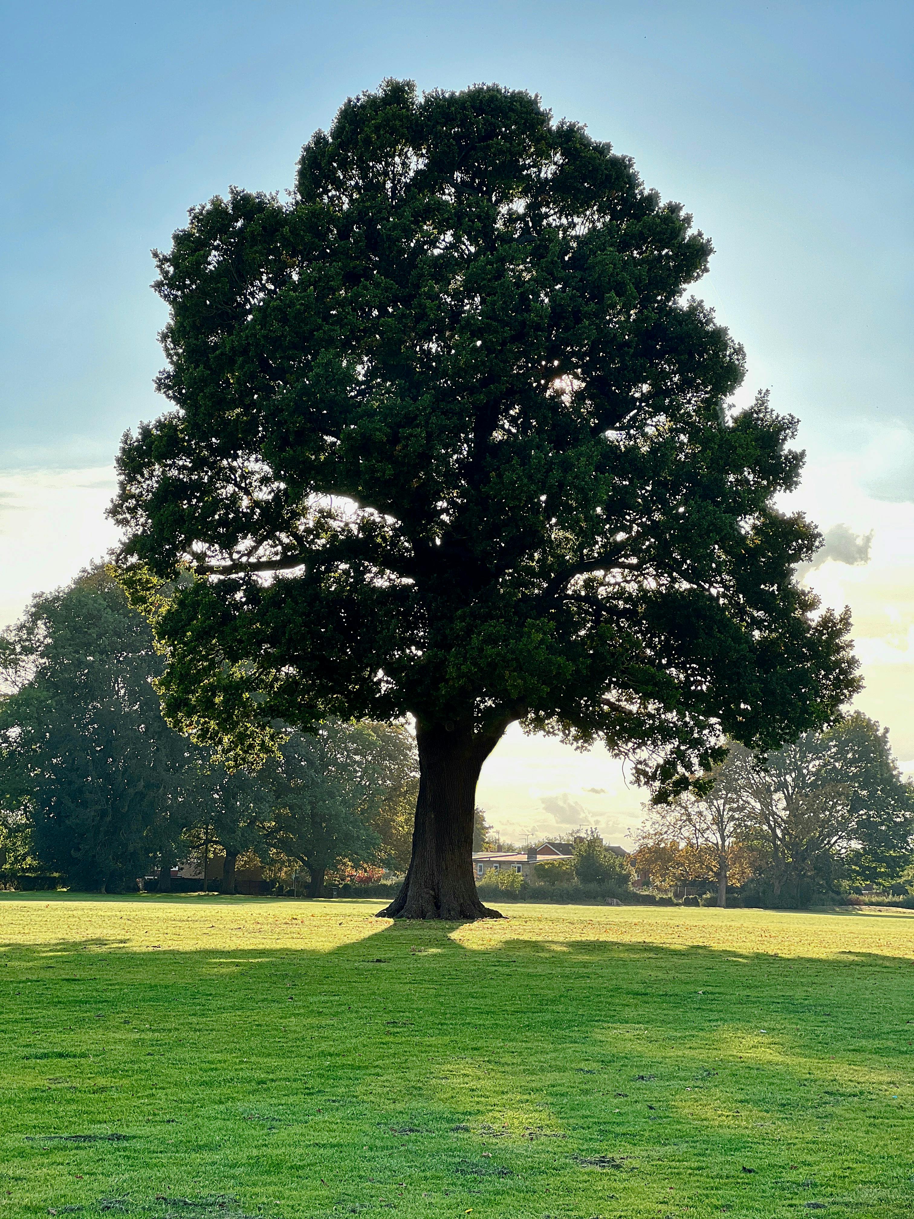 Green Tree on Green Grass Field · Free Stock Photo