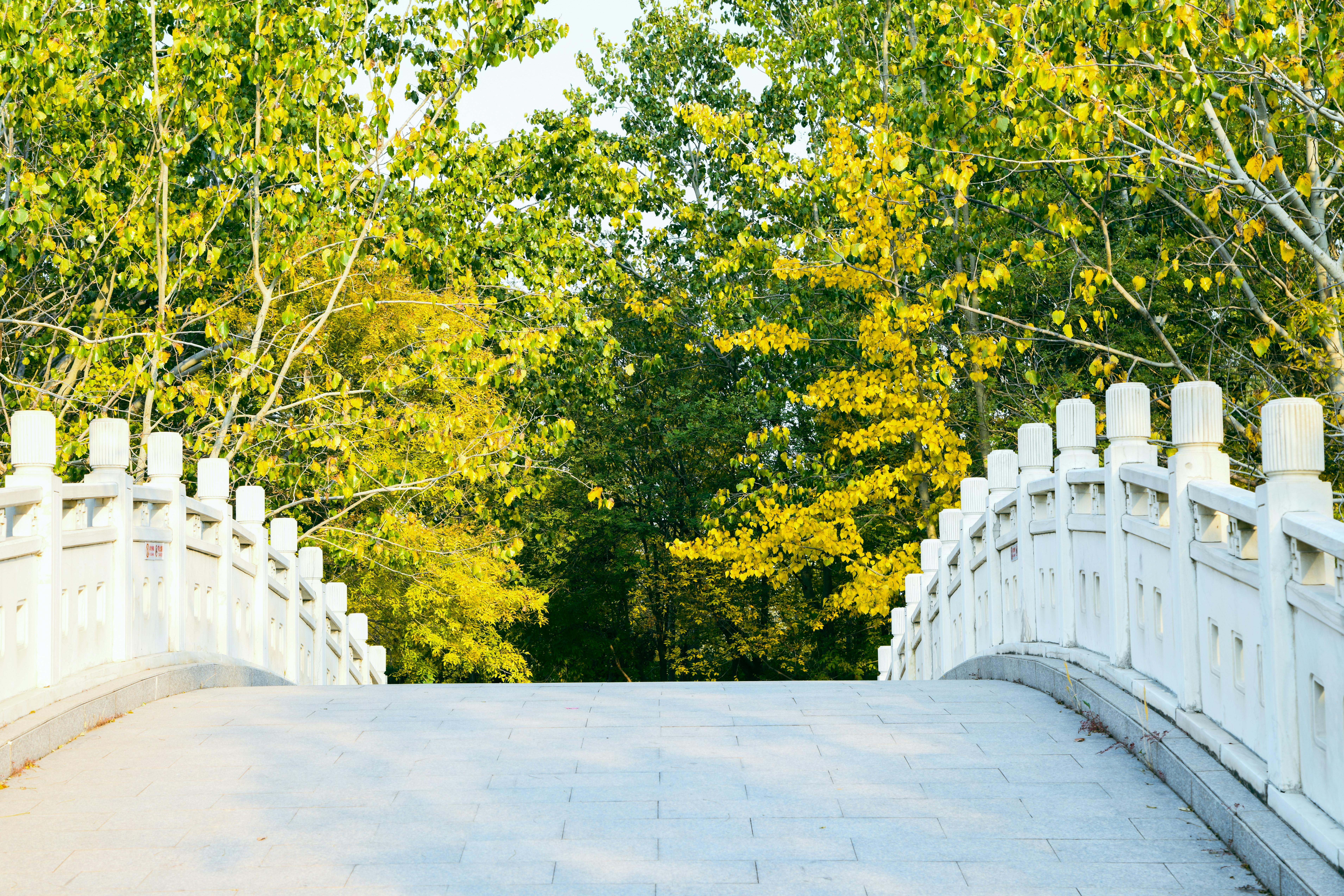 Bridge Fences Photos, Download The BEST Free Bridge Fences Stock Photos ...