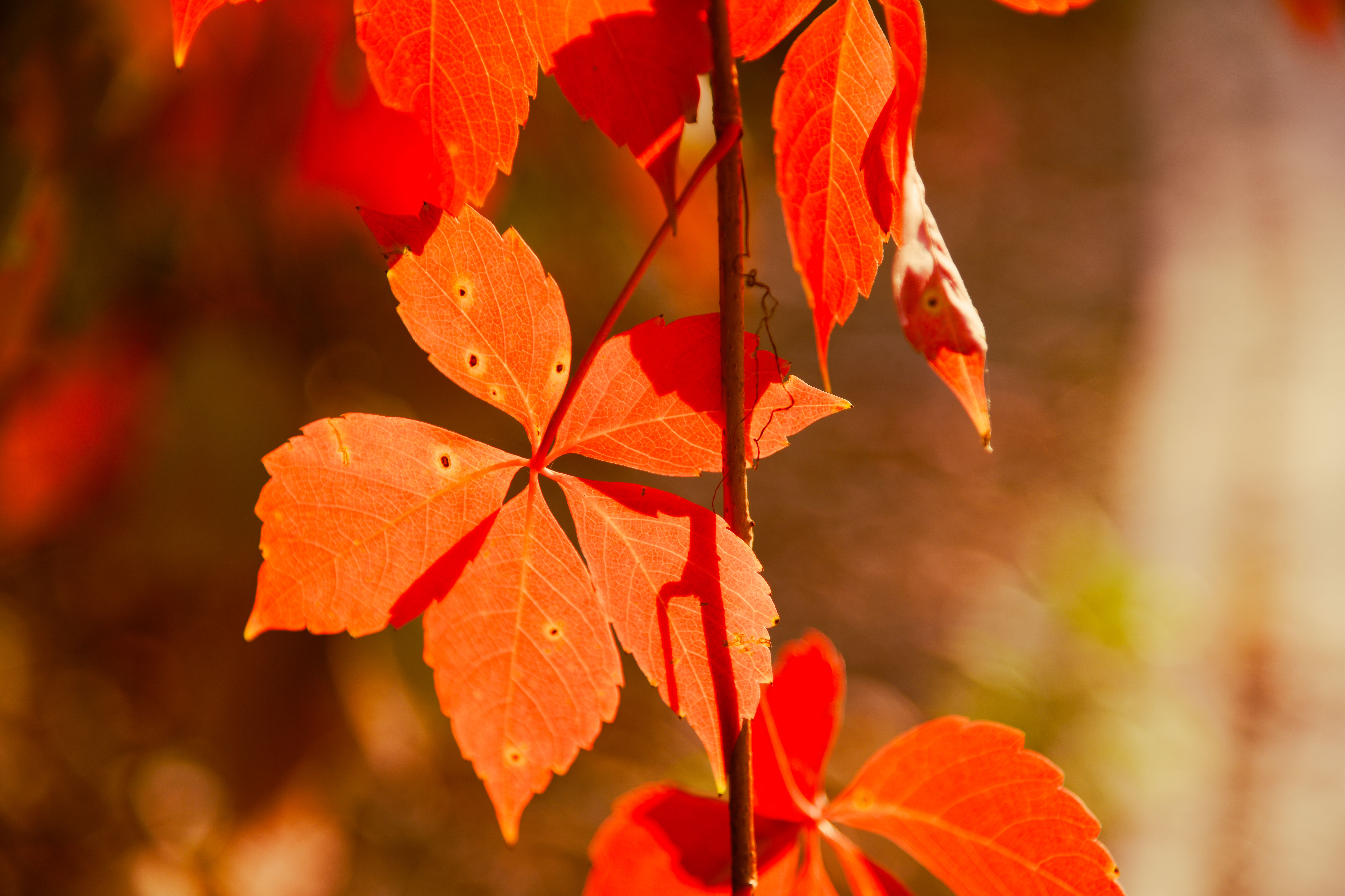 Red and Orange Autumn Leaves Close Up Photogrpah · Free Stock Photo