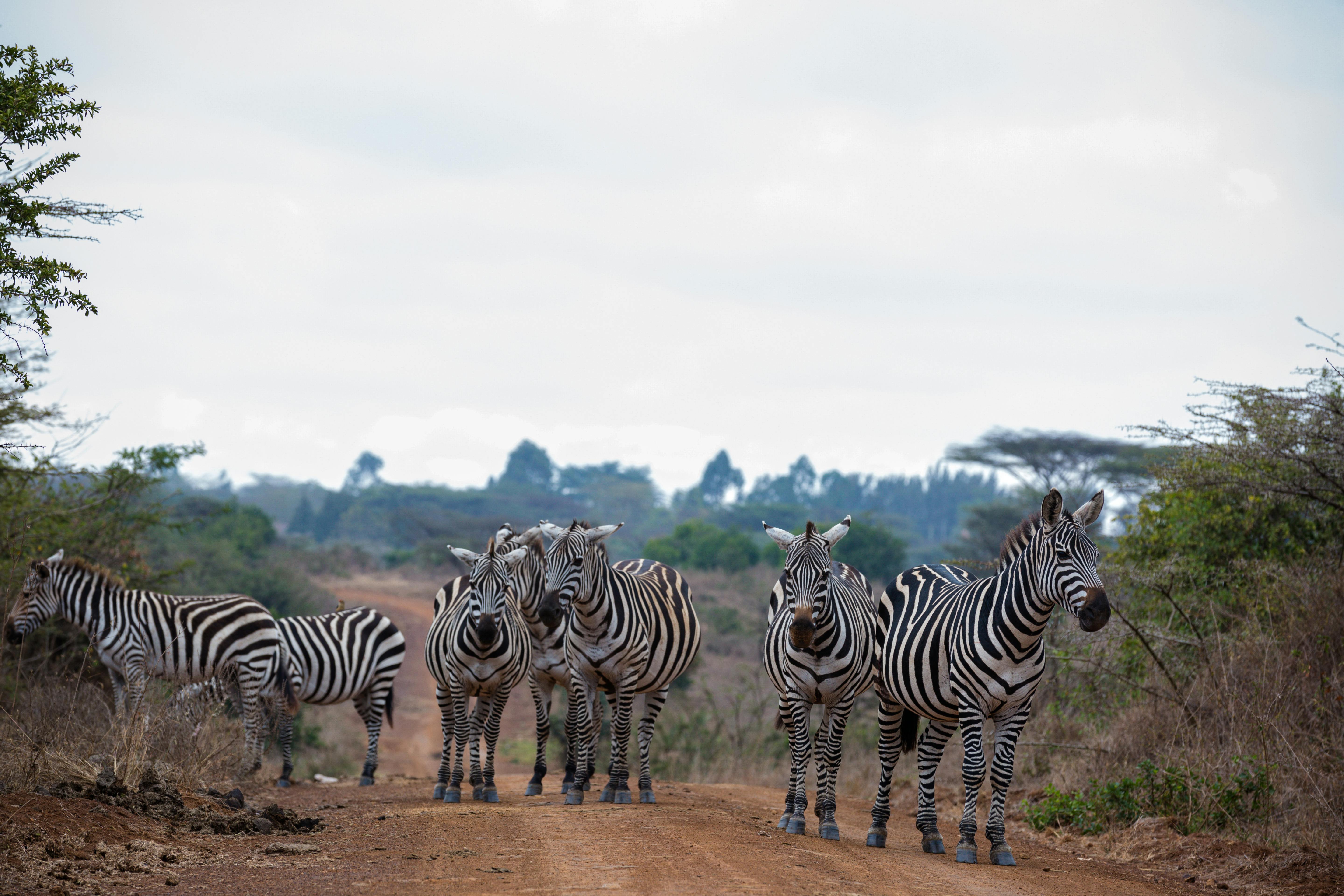 Photography of Zebra On Road · Free Stock Photo