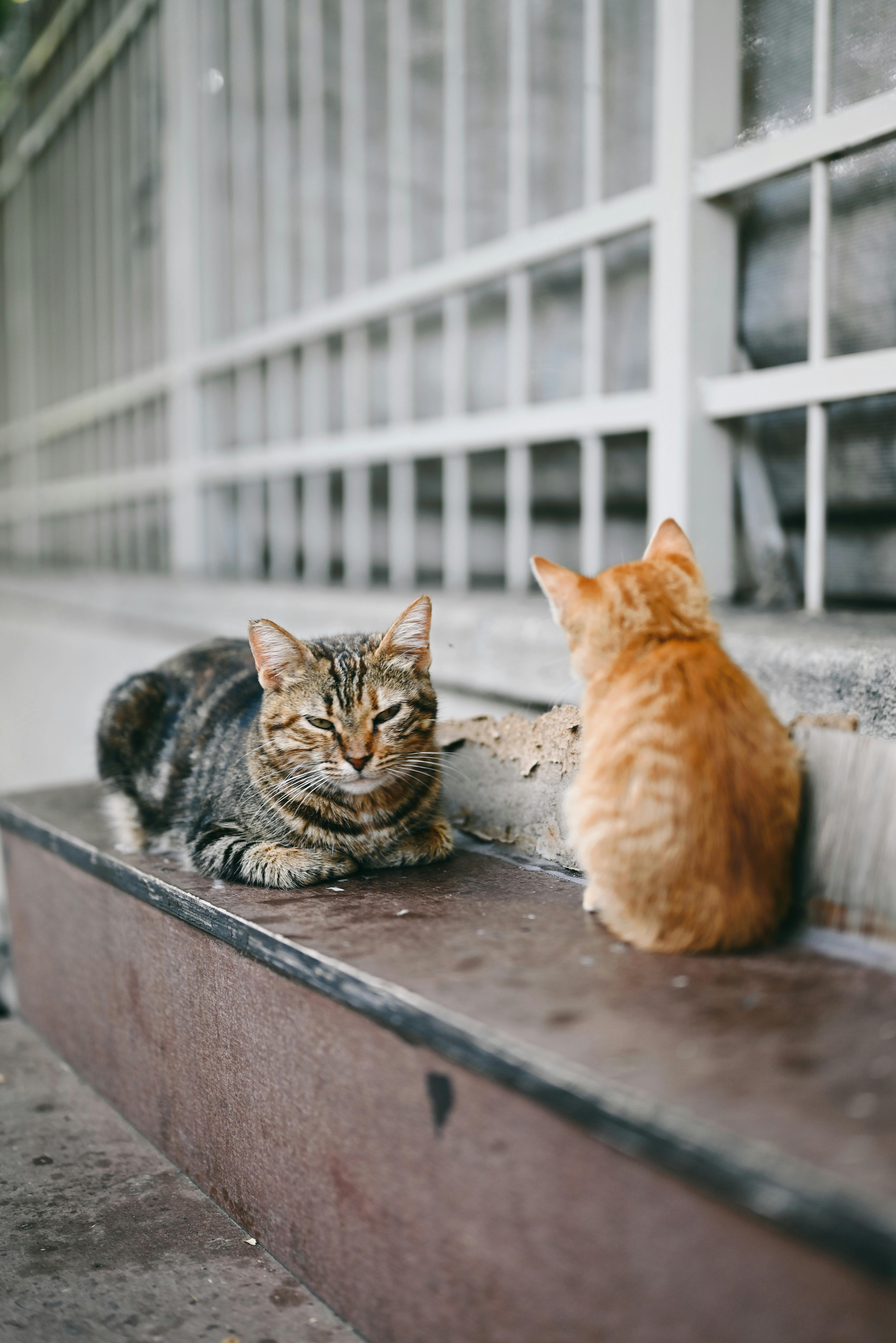 Italian Street Cats Photos, Download Free Italian Street Cats Stock ...