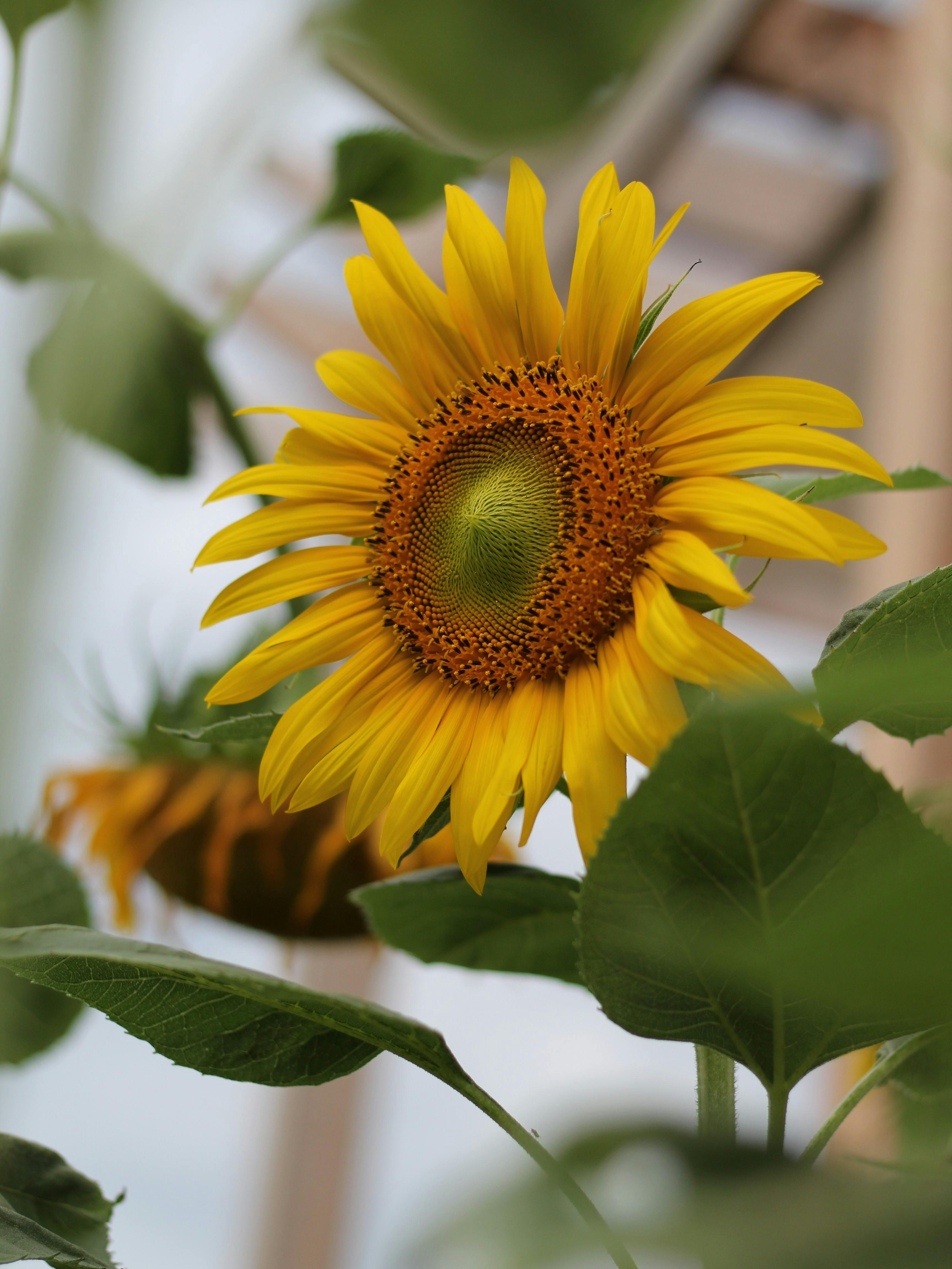 Close up of Sunflower · Free Stock Photo