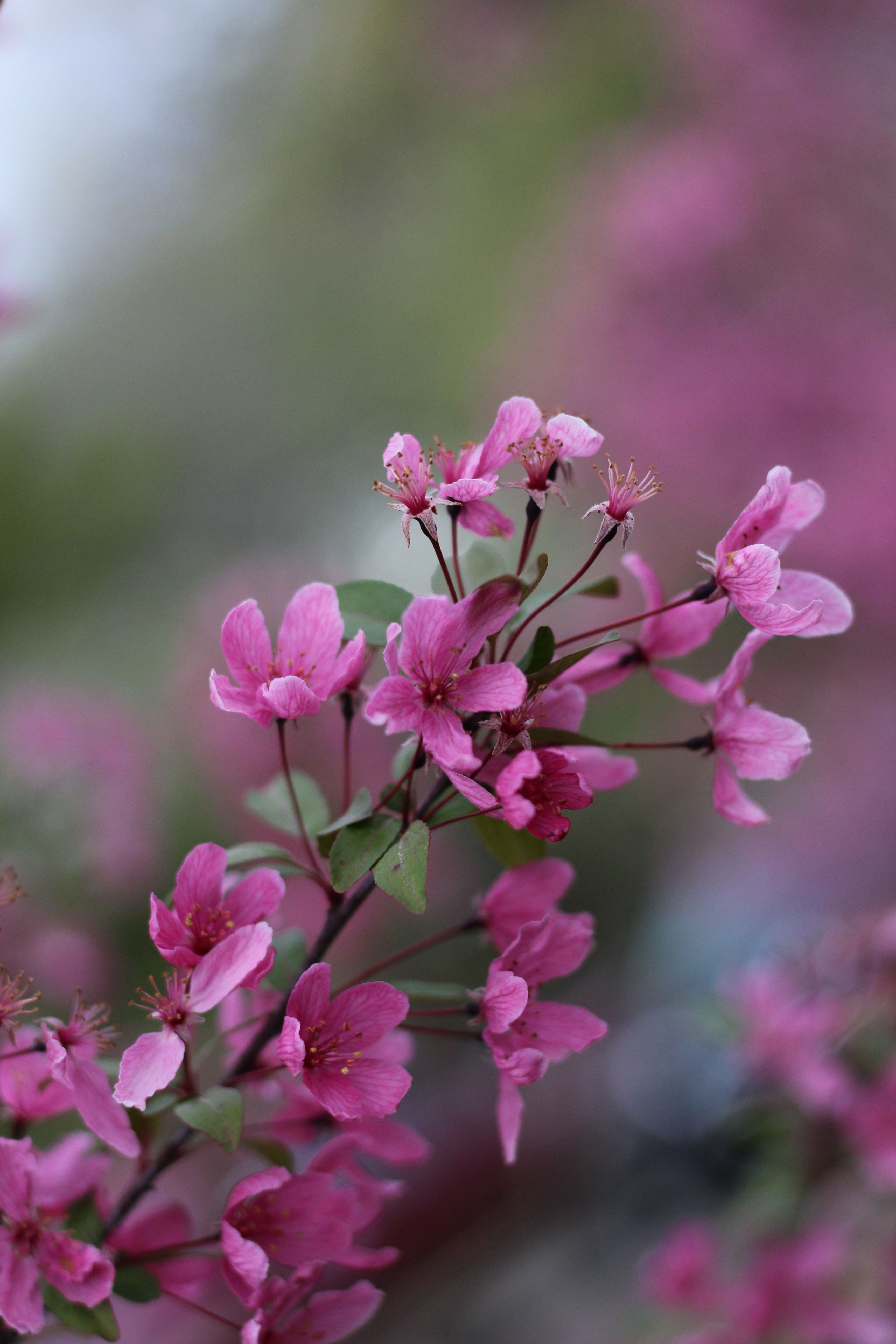Pink Flowers in Close Up Photography · Free Stock Photo