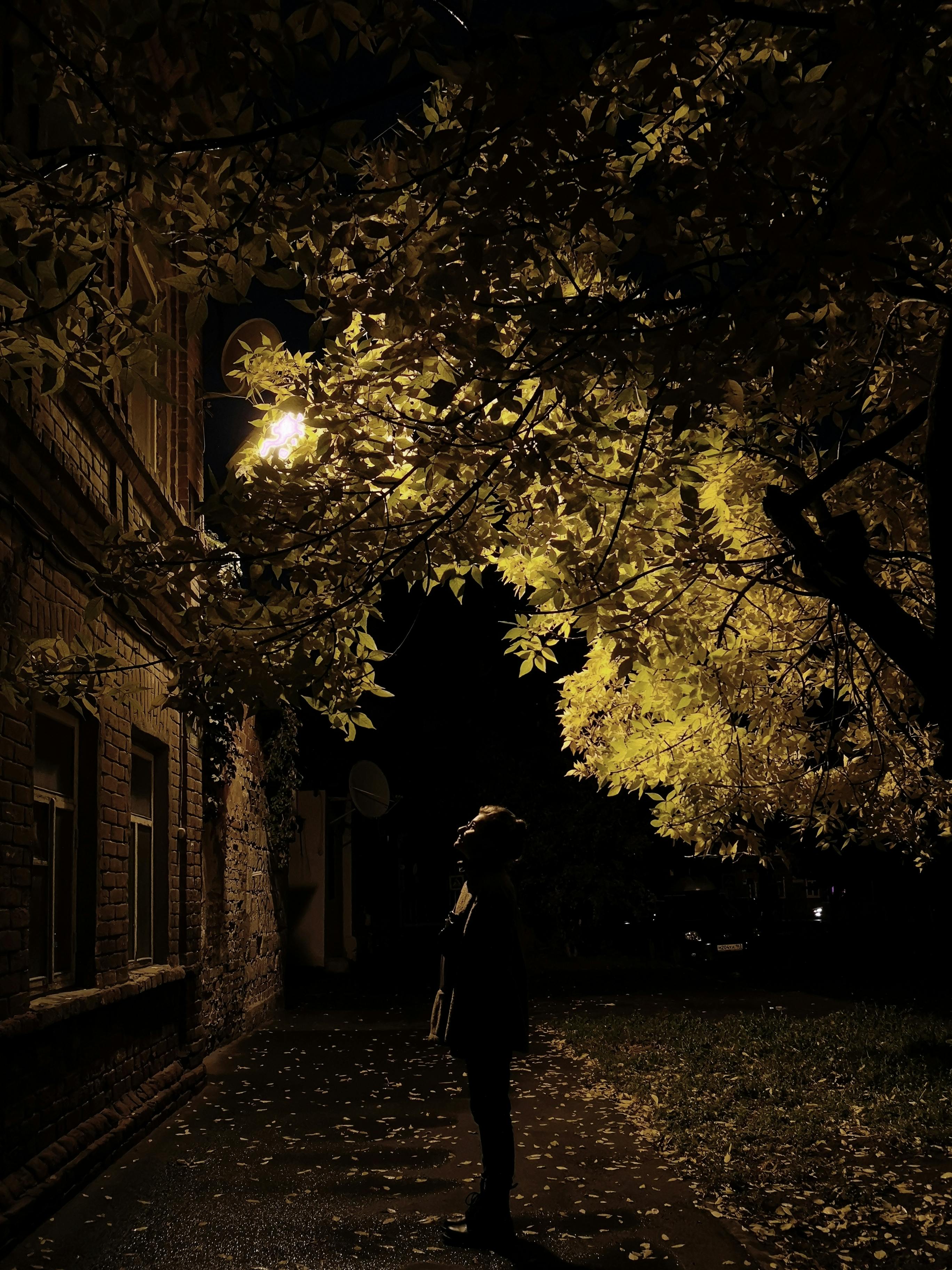 A Person Standing Under the Tree During Night Time · Free Stock Photo