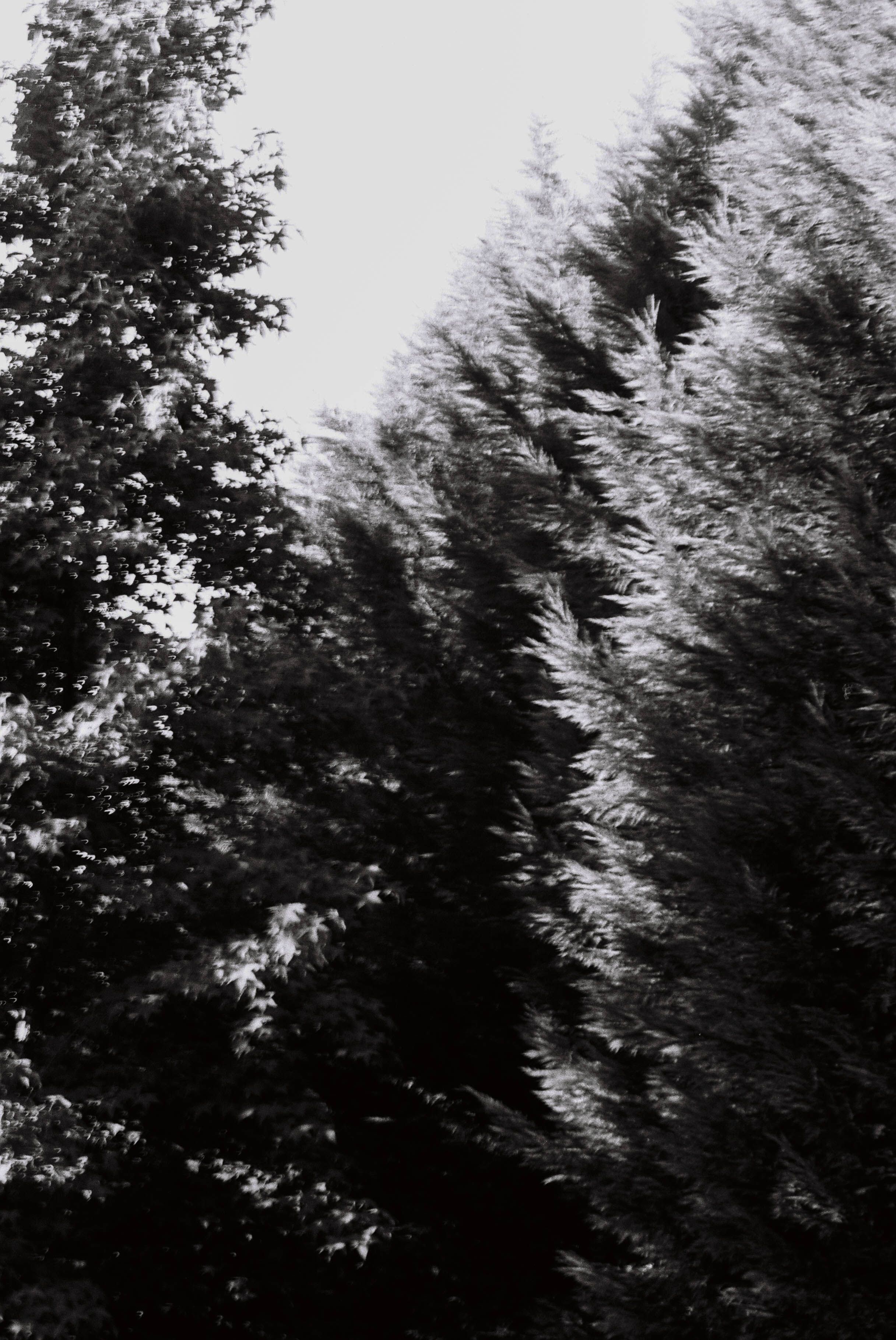Grayscale Photo of Trees · Free Stock Photo