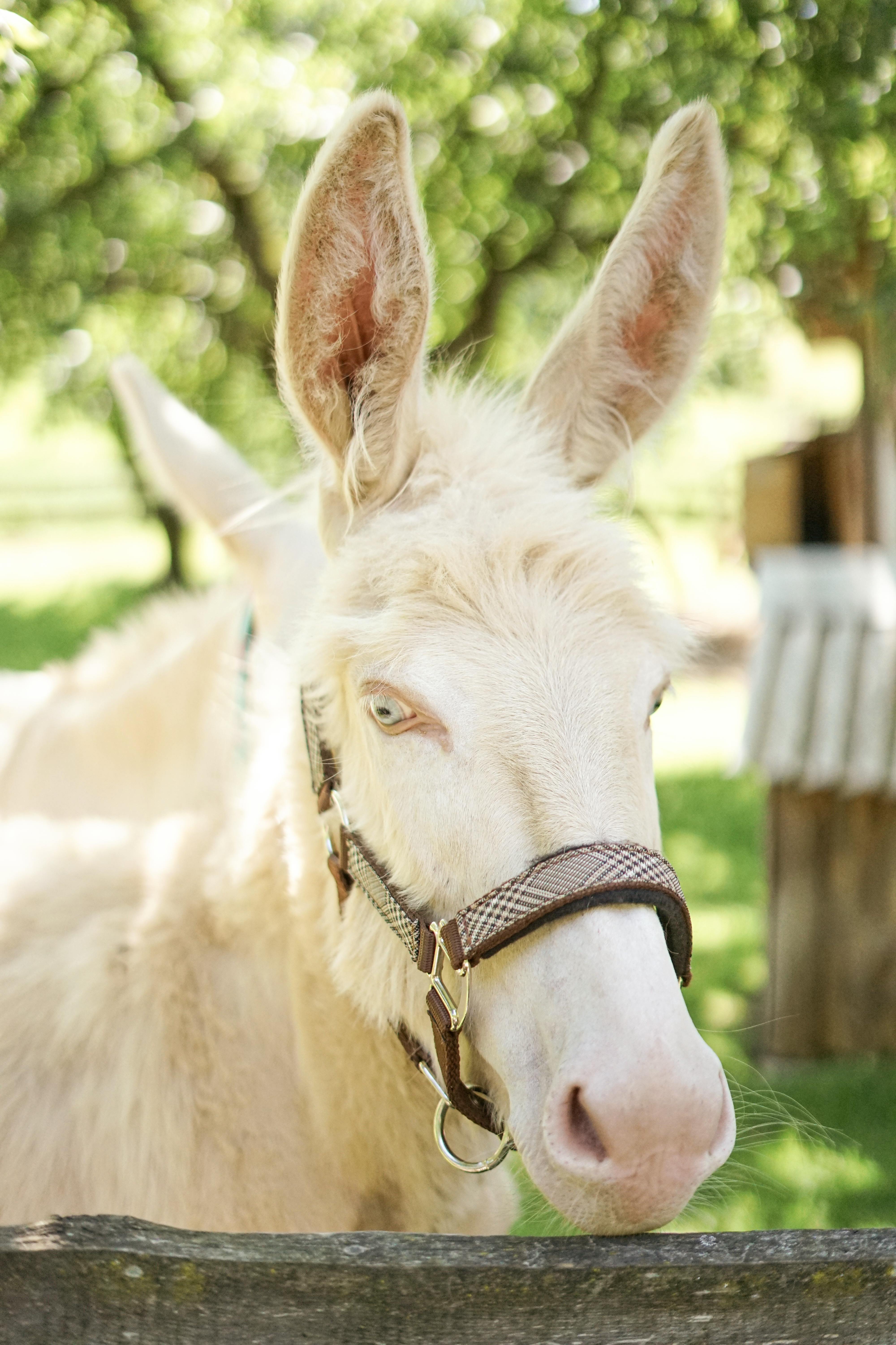 Black Donkey on a Road · Free Stock Photo