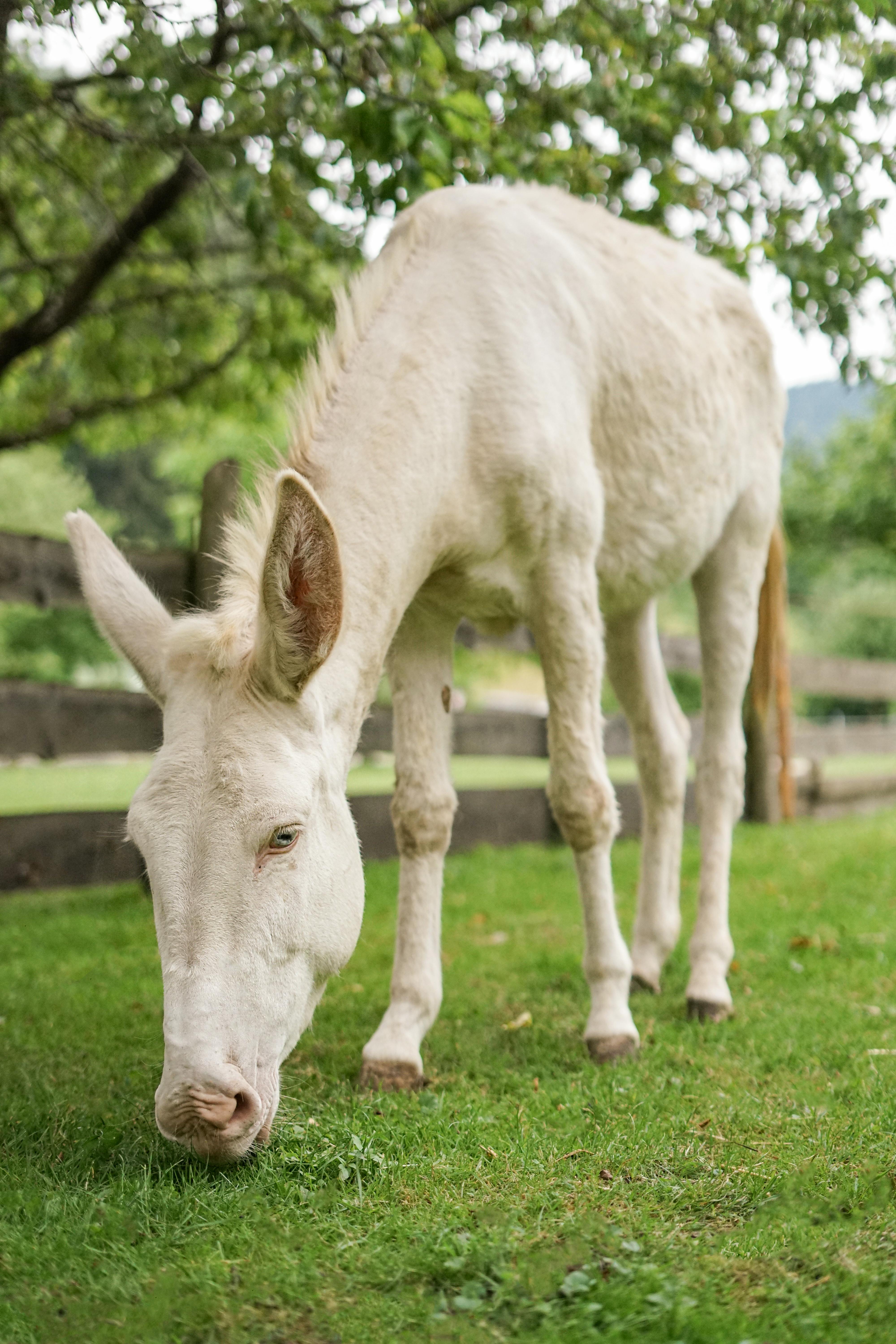 Donkey Hogtied near Trees · Free Stock Photo