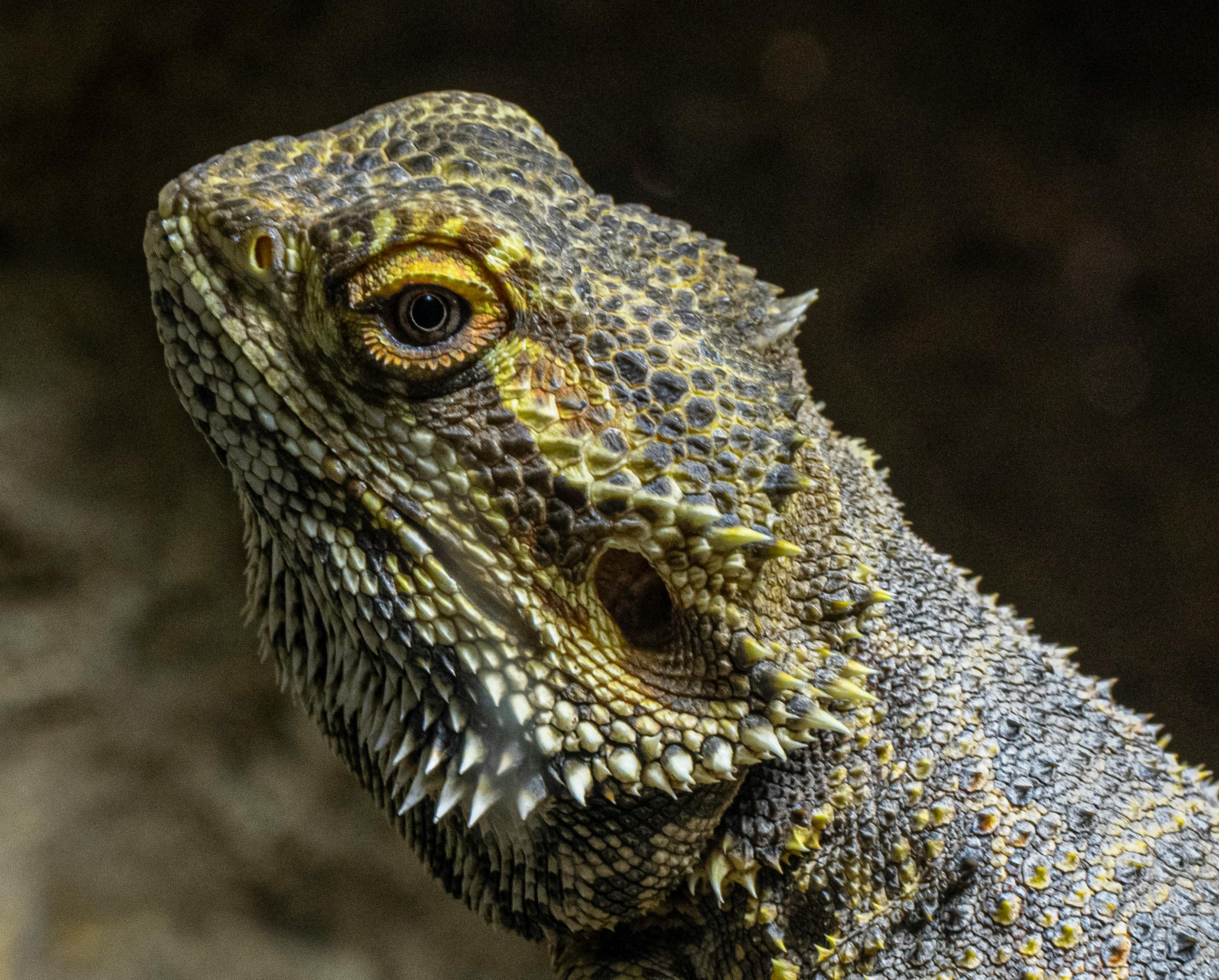 Close-Up Shot of a Bearded Dragon · Free Stock Photo