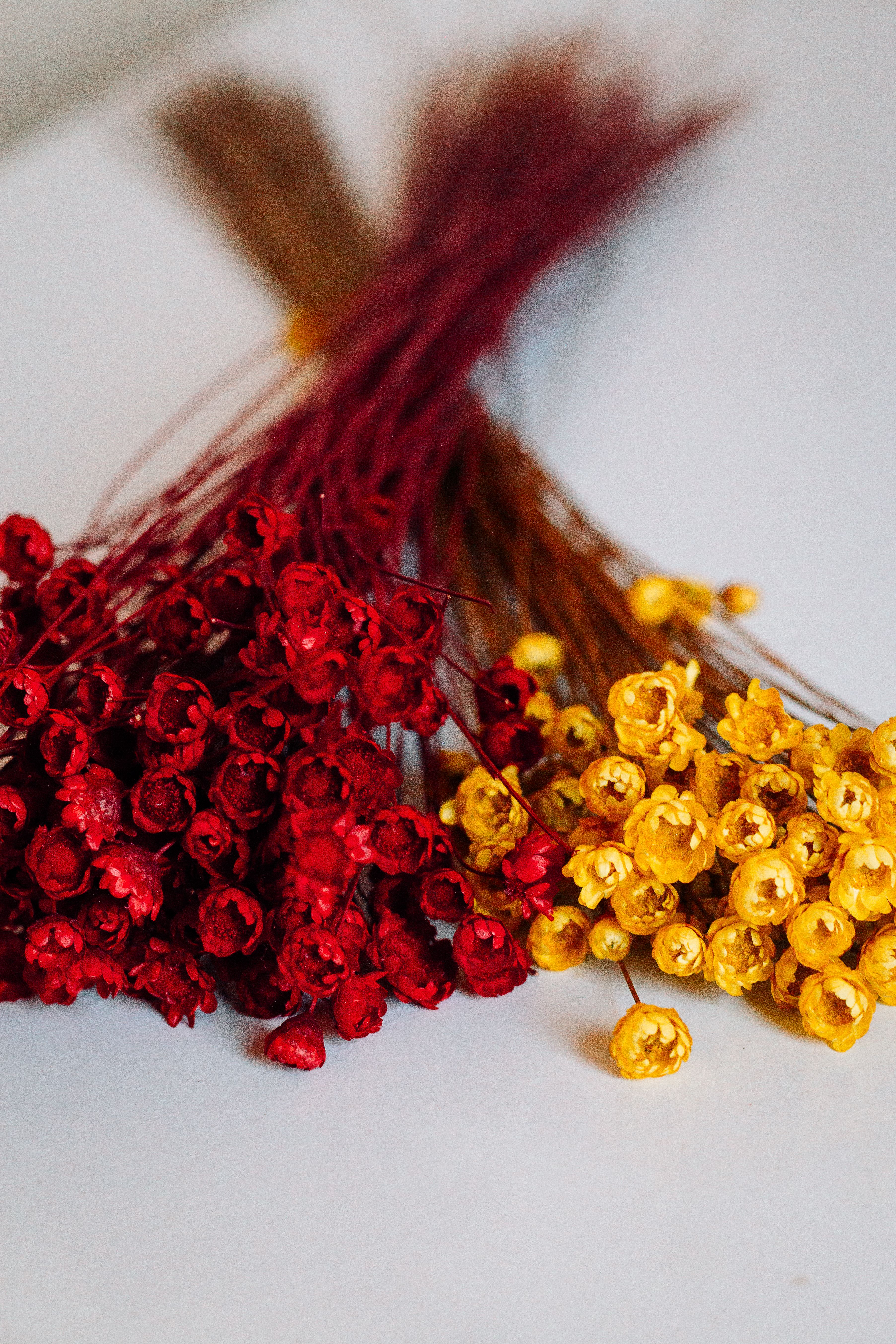 Close Up Photo of Red and Yellow Flowers · Free Stock Photo