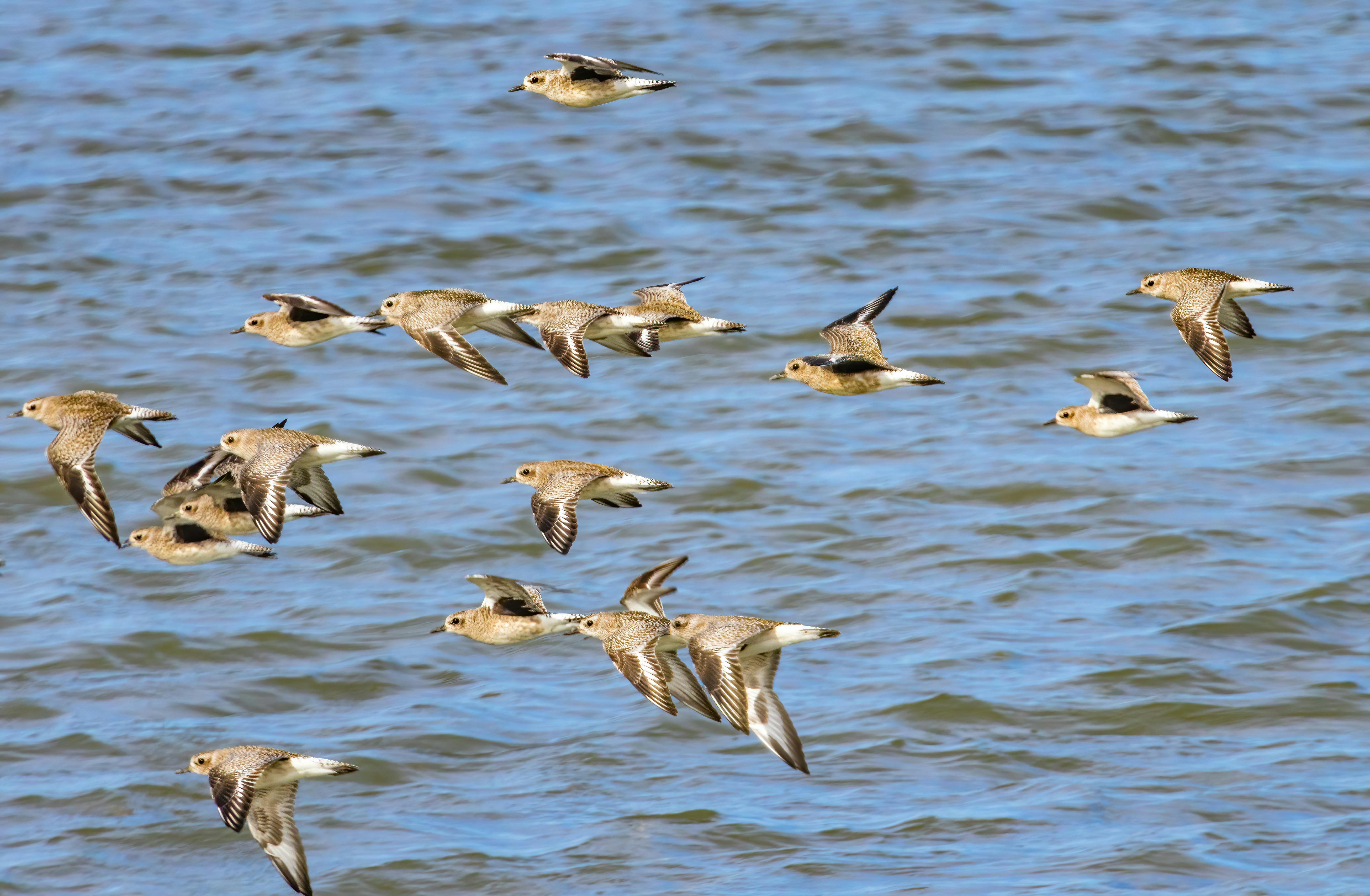 Photo of a Flying Birds Over the Sea · Free Stock Photo