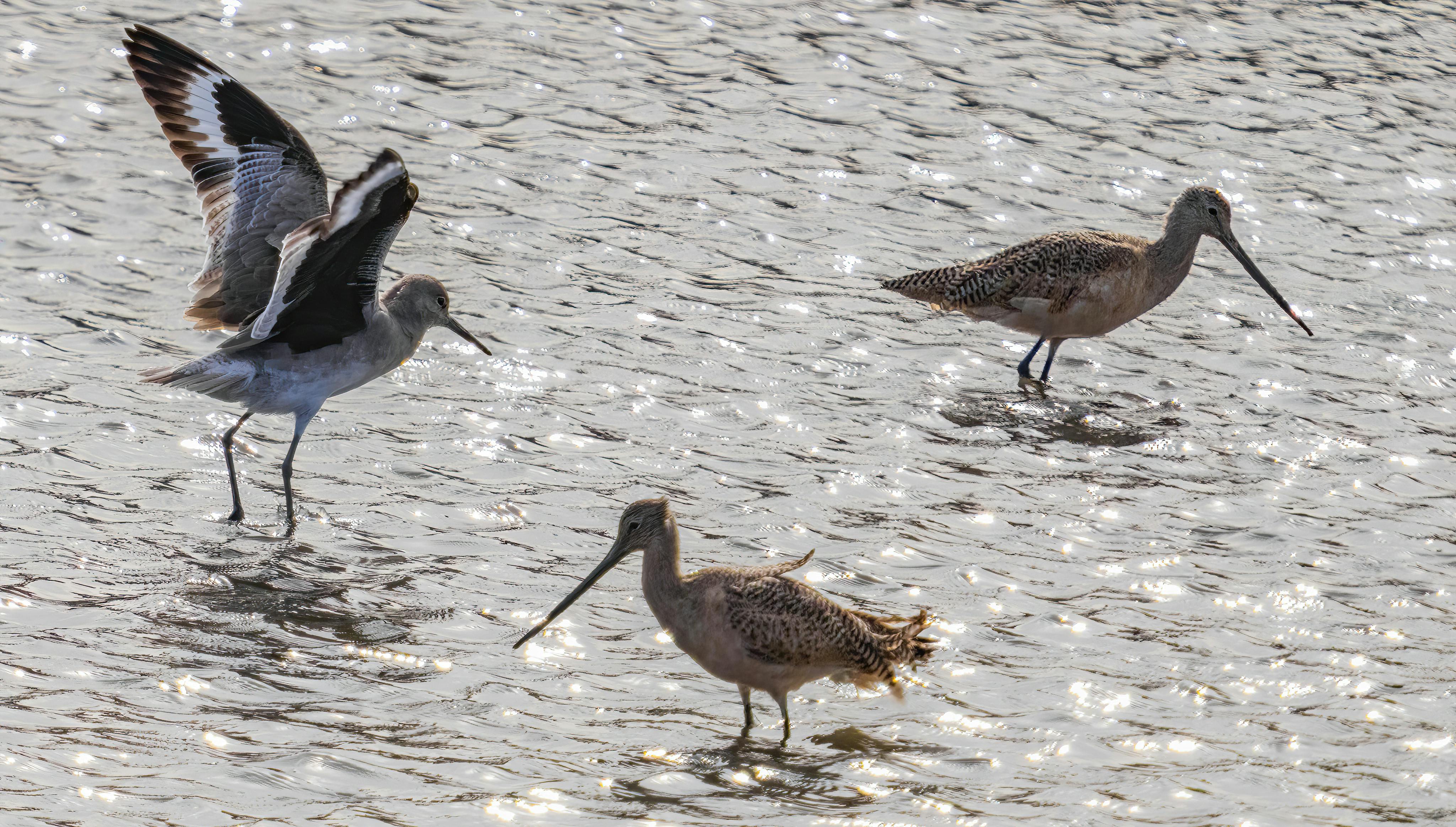 Birds on Water · Free Stock Photo