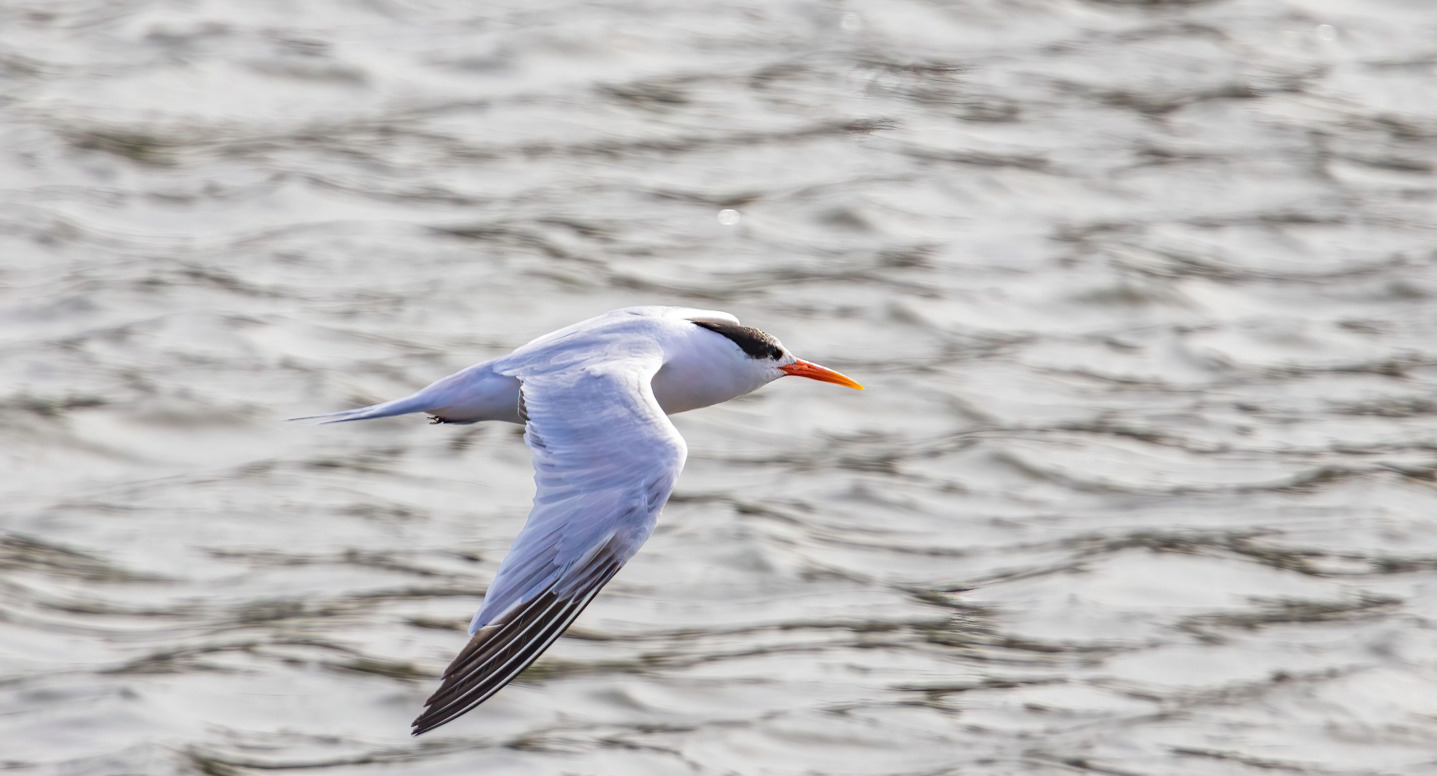 Close-Up of a Seabird · Free Stock Photo