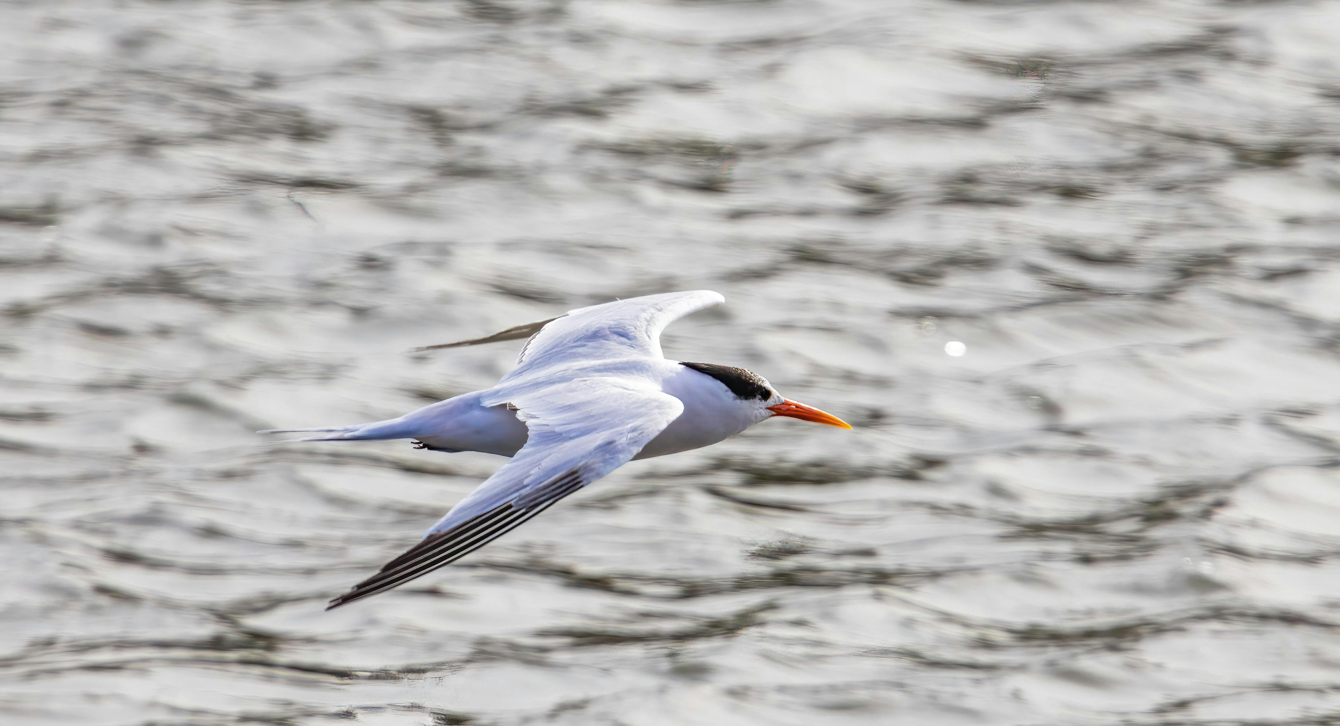 Close-Up Shot of a Sternidae Bird Flying over the Water · Free Stock Photo