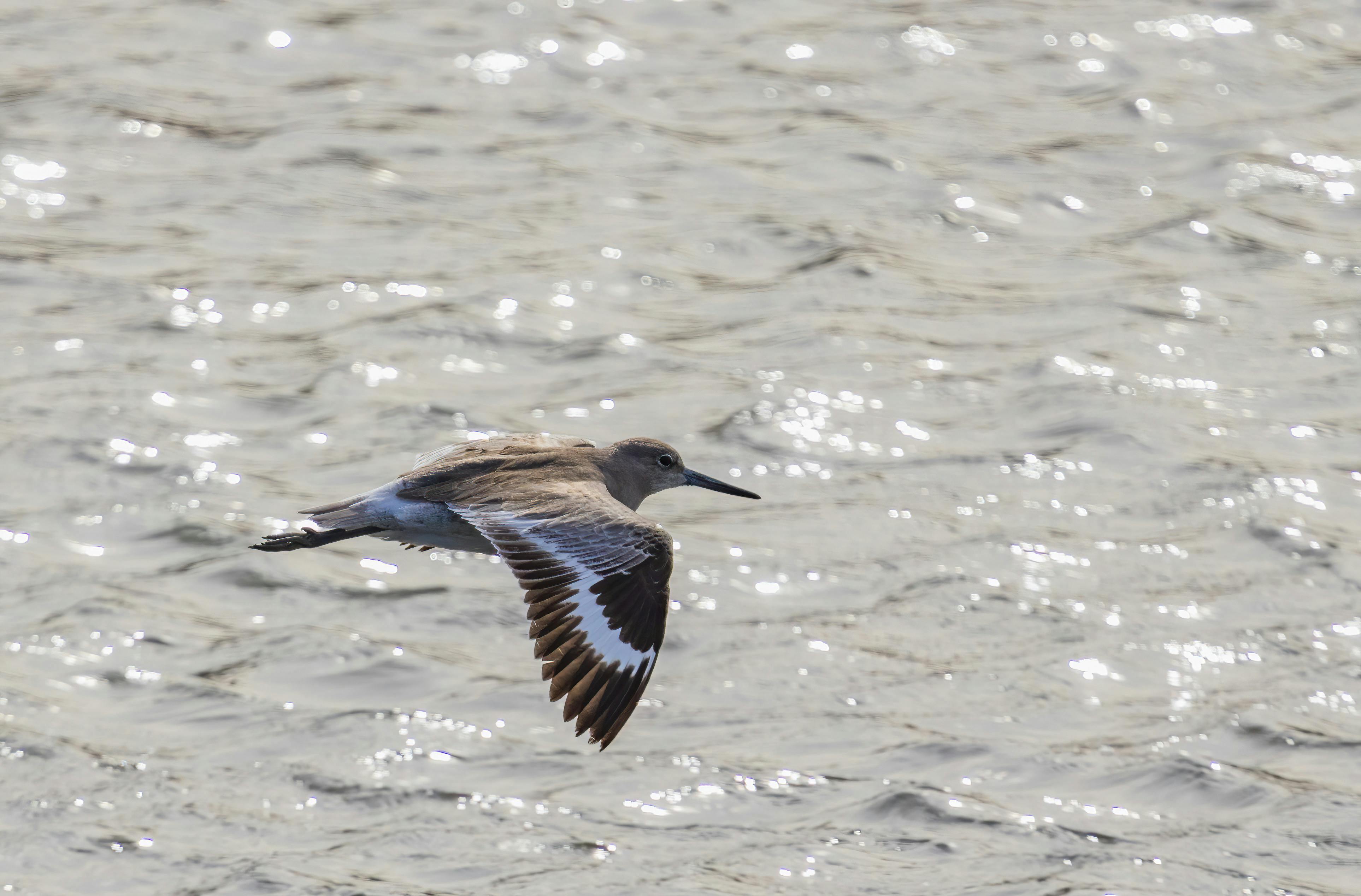 A Willet Bird in Flight · Free Stock Photo