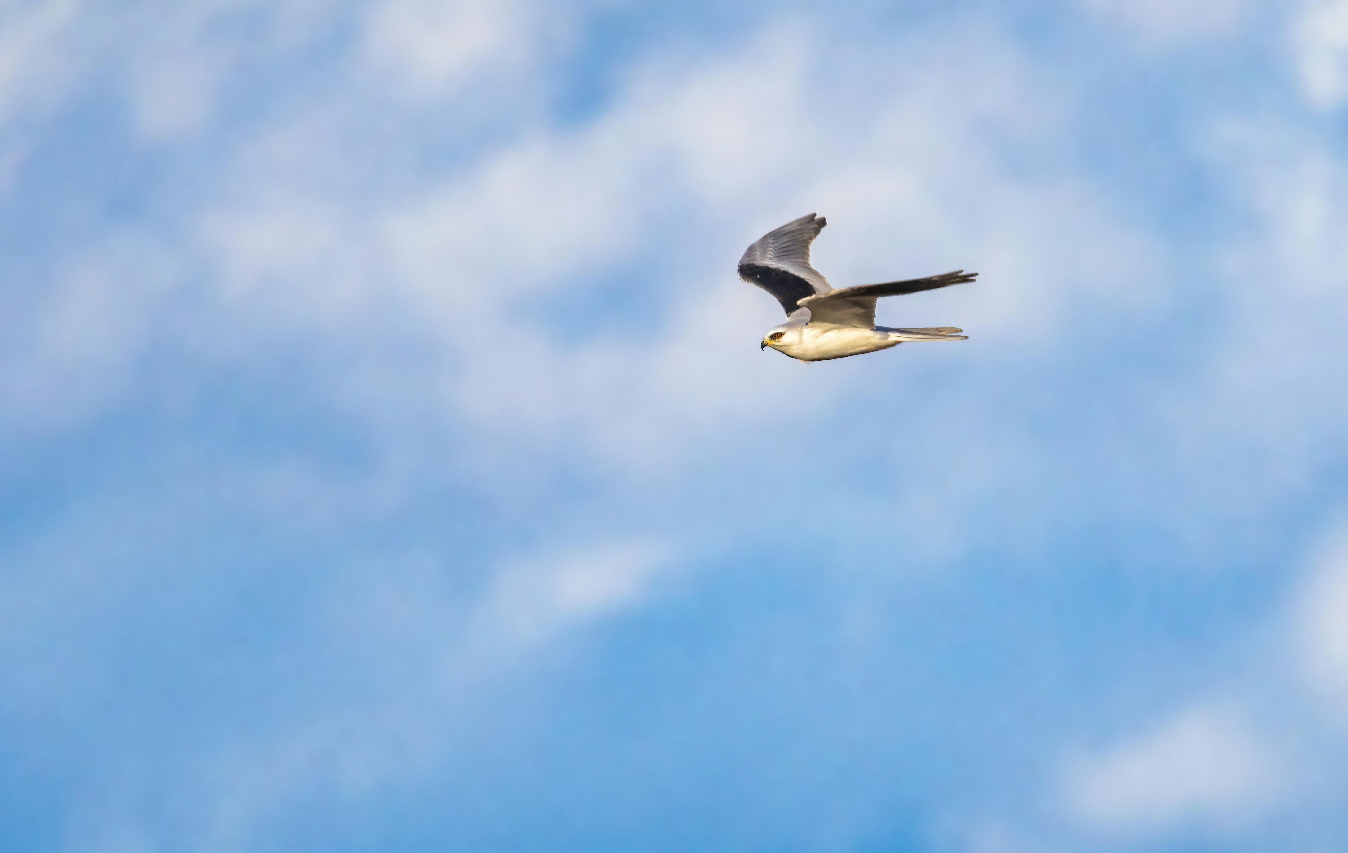 A Bird Flying Under the Blue Sky · Free Stock Photo