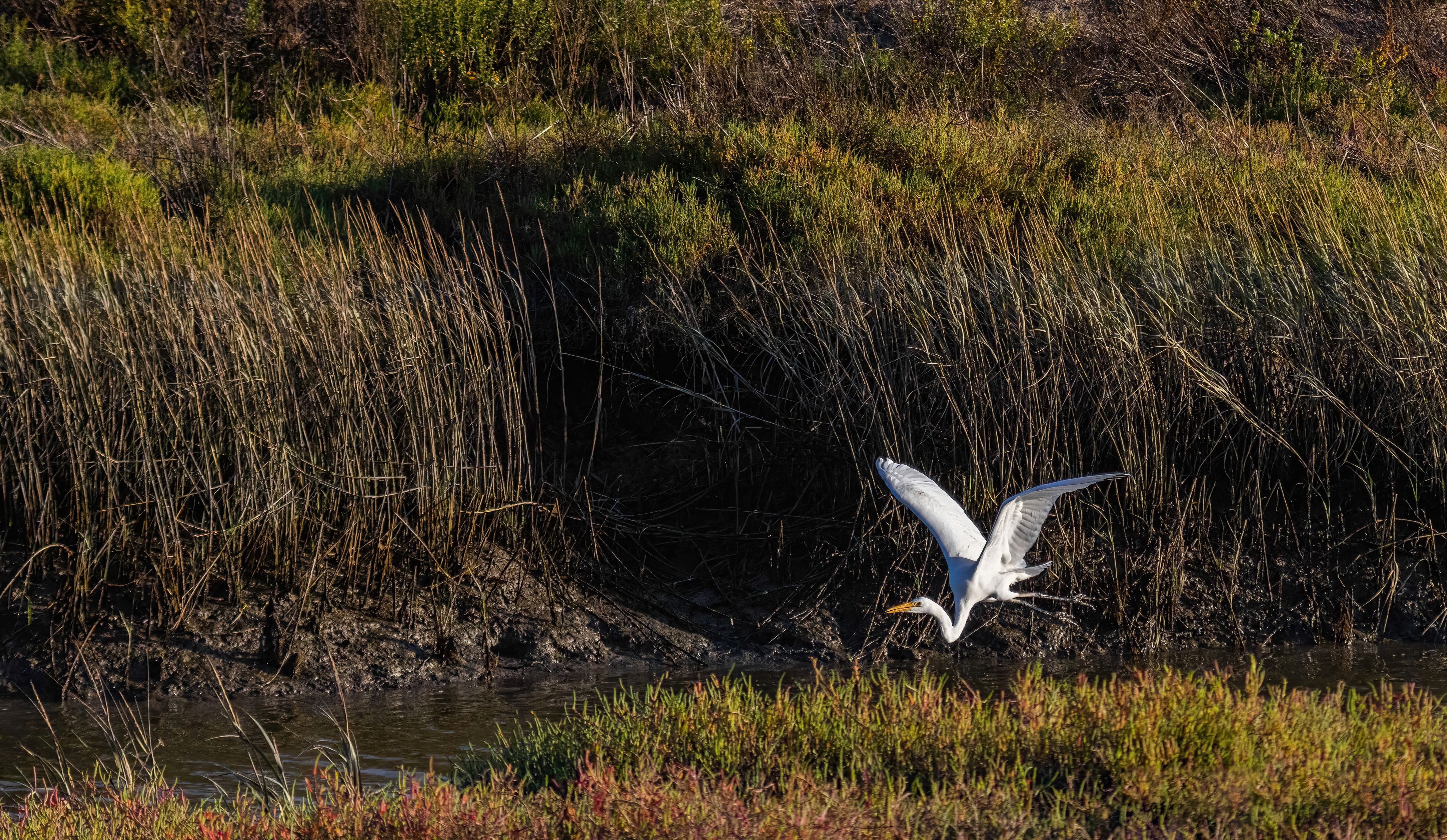 Photo of a White Bird Flying · Free Stock Photo