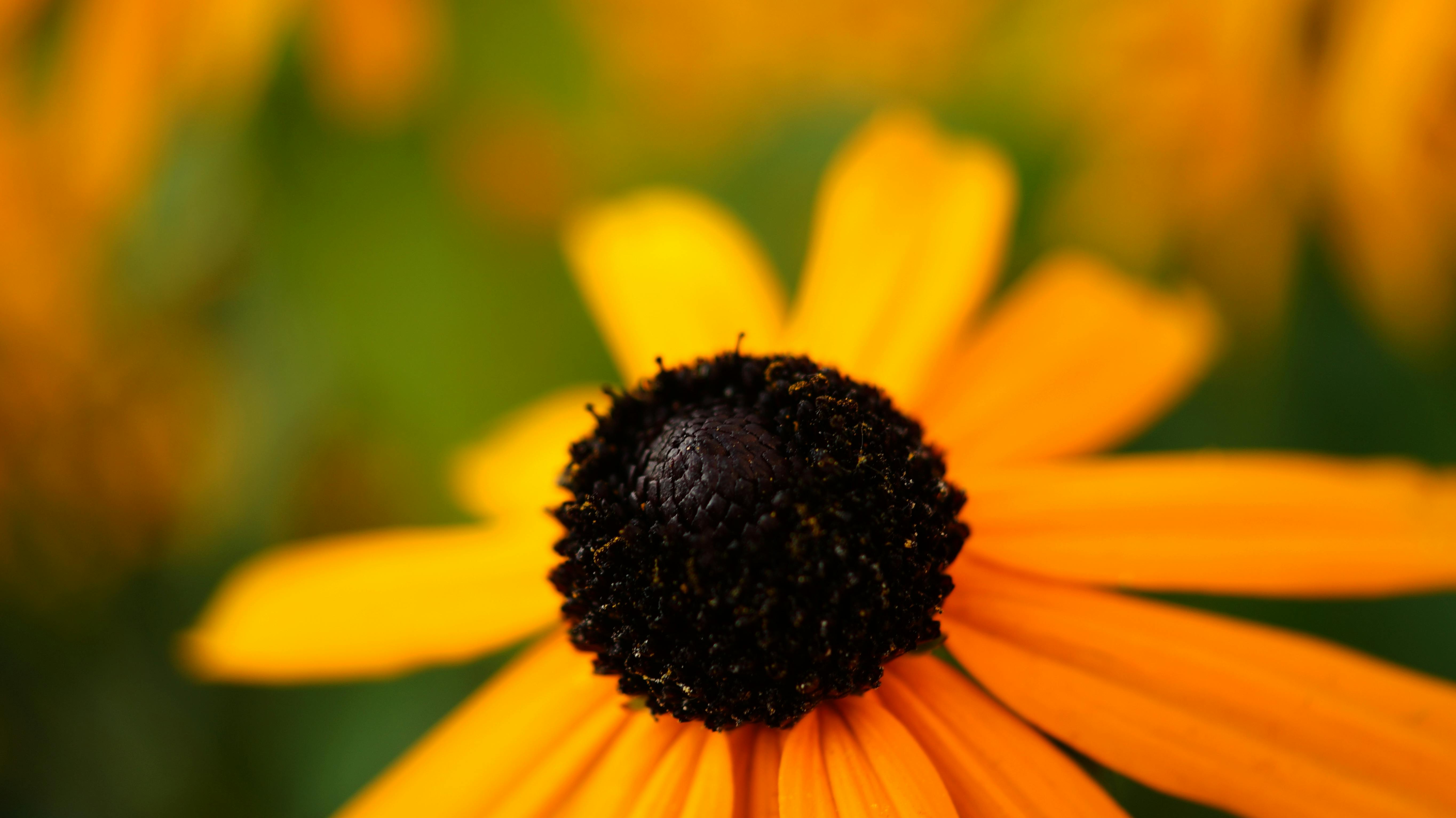 Free stock photo of flower, macro photography