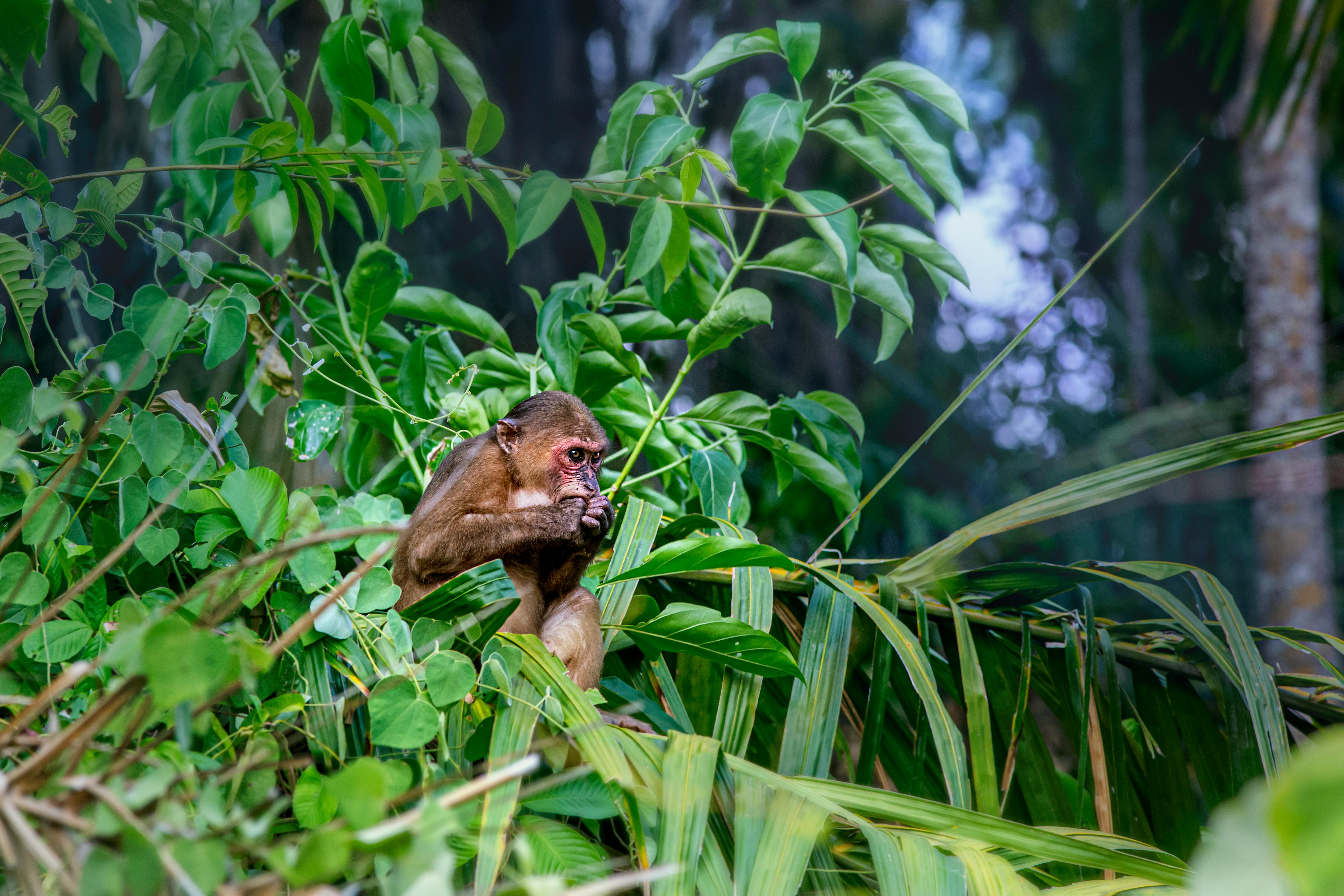 Brown Monkey on Banana Tree · Free Stock Photo