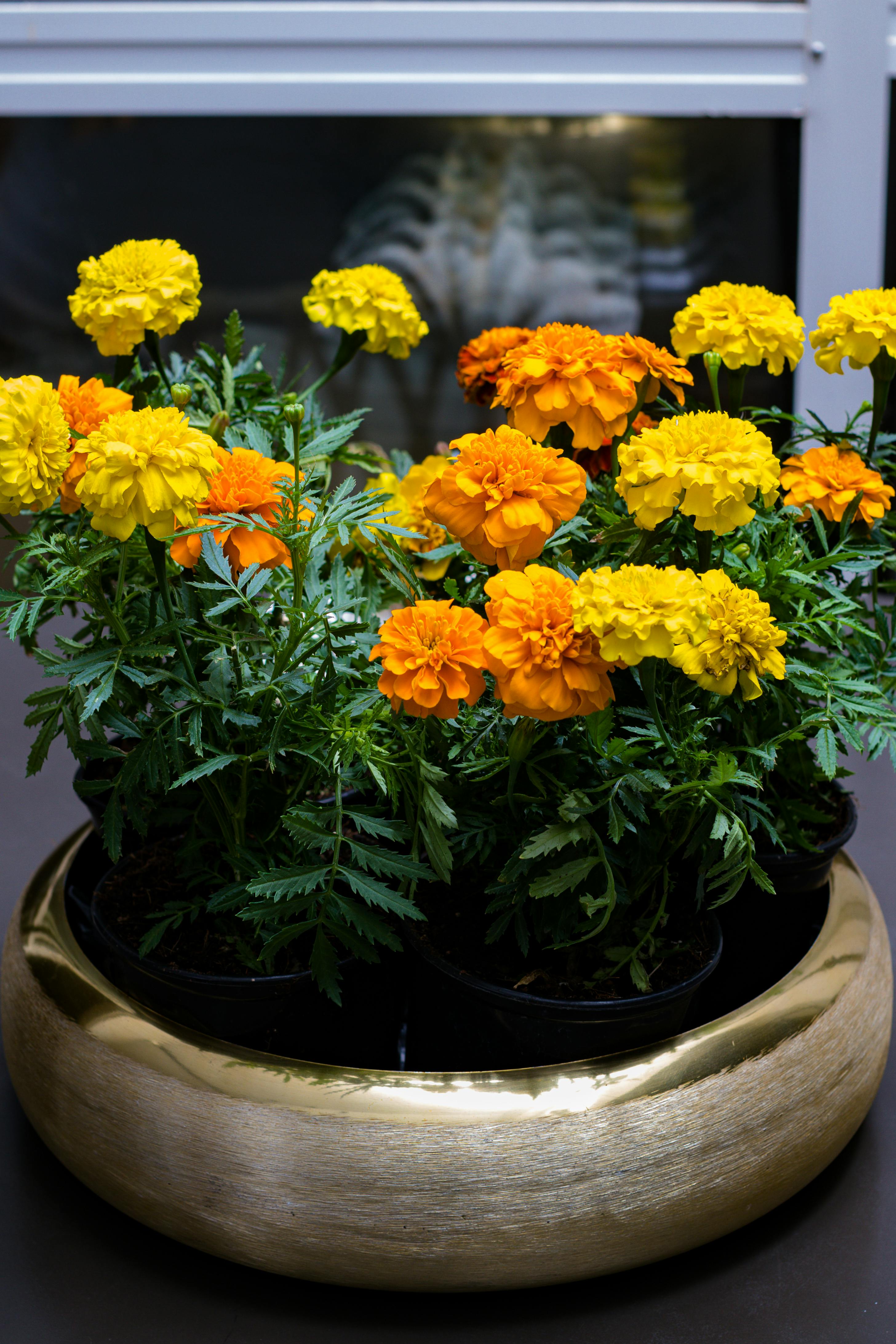 Close-Up Shot of Blooming Marigold Flowers · Free Stock Photo