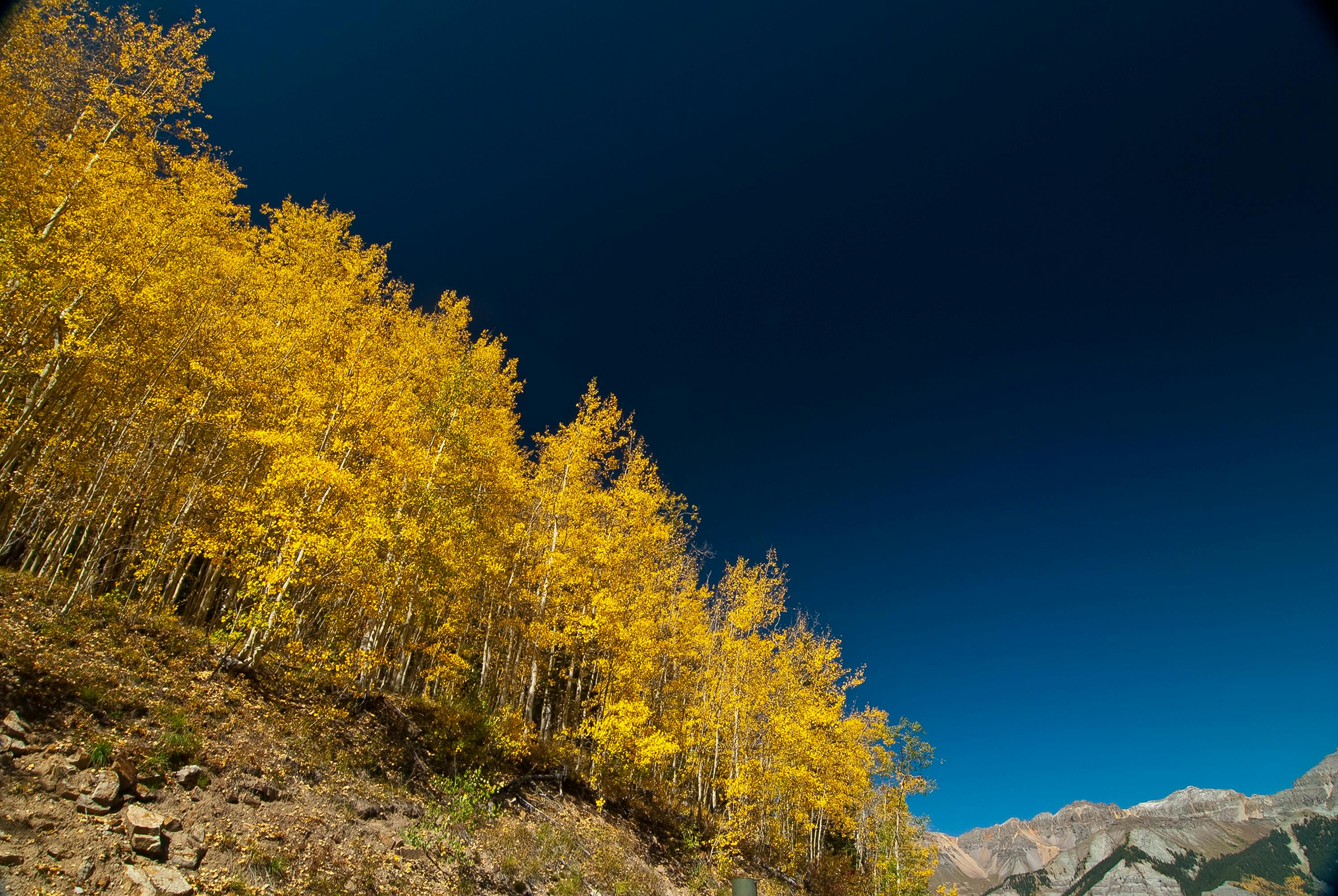 Yellow Leaf Tree on Brown Mountain Slope · Free Stock Photo